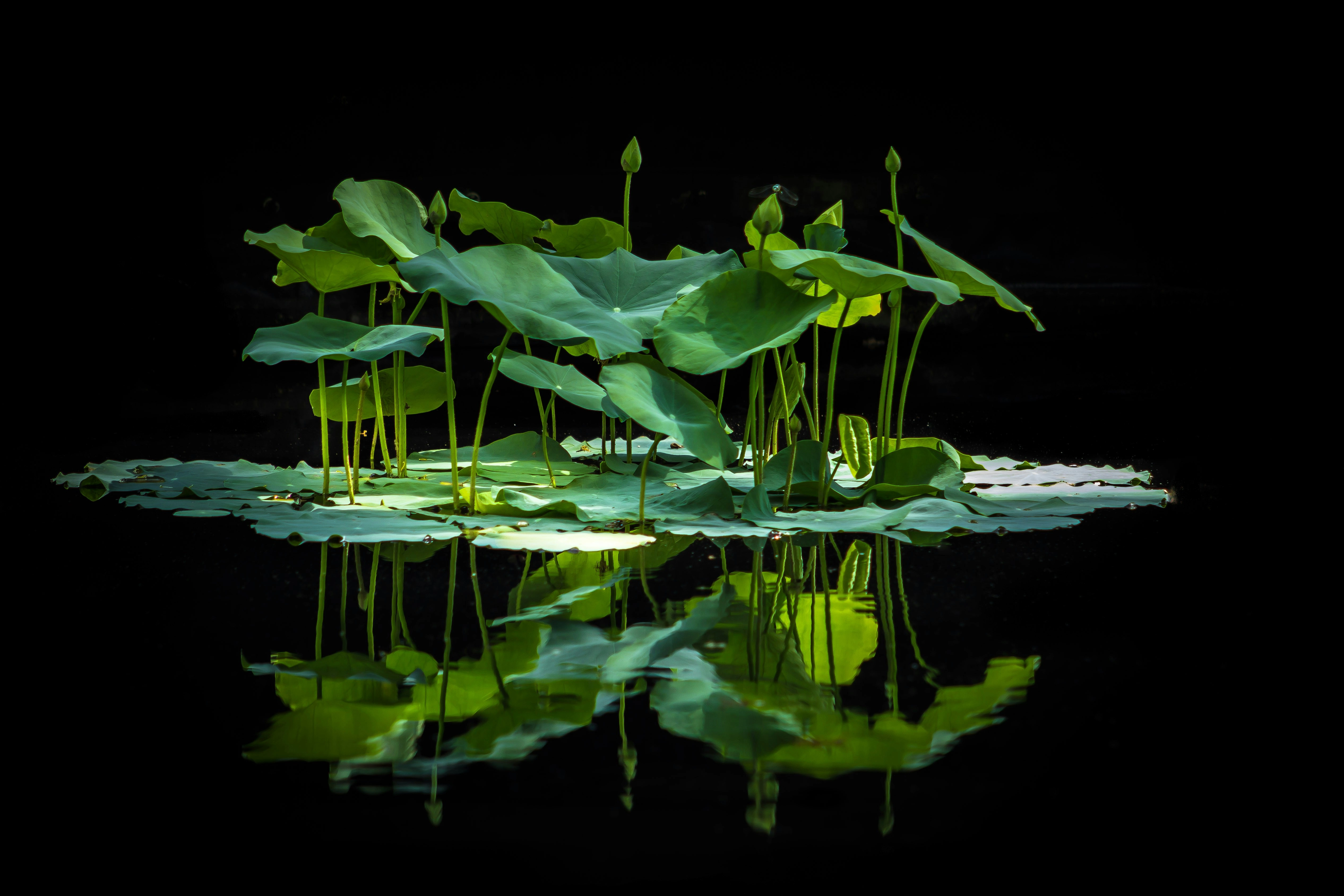 Luminous Lotus Color Palette, Combinations & Schemes | Octet Design Labs