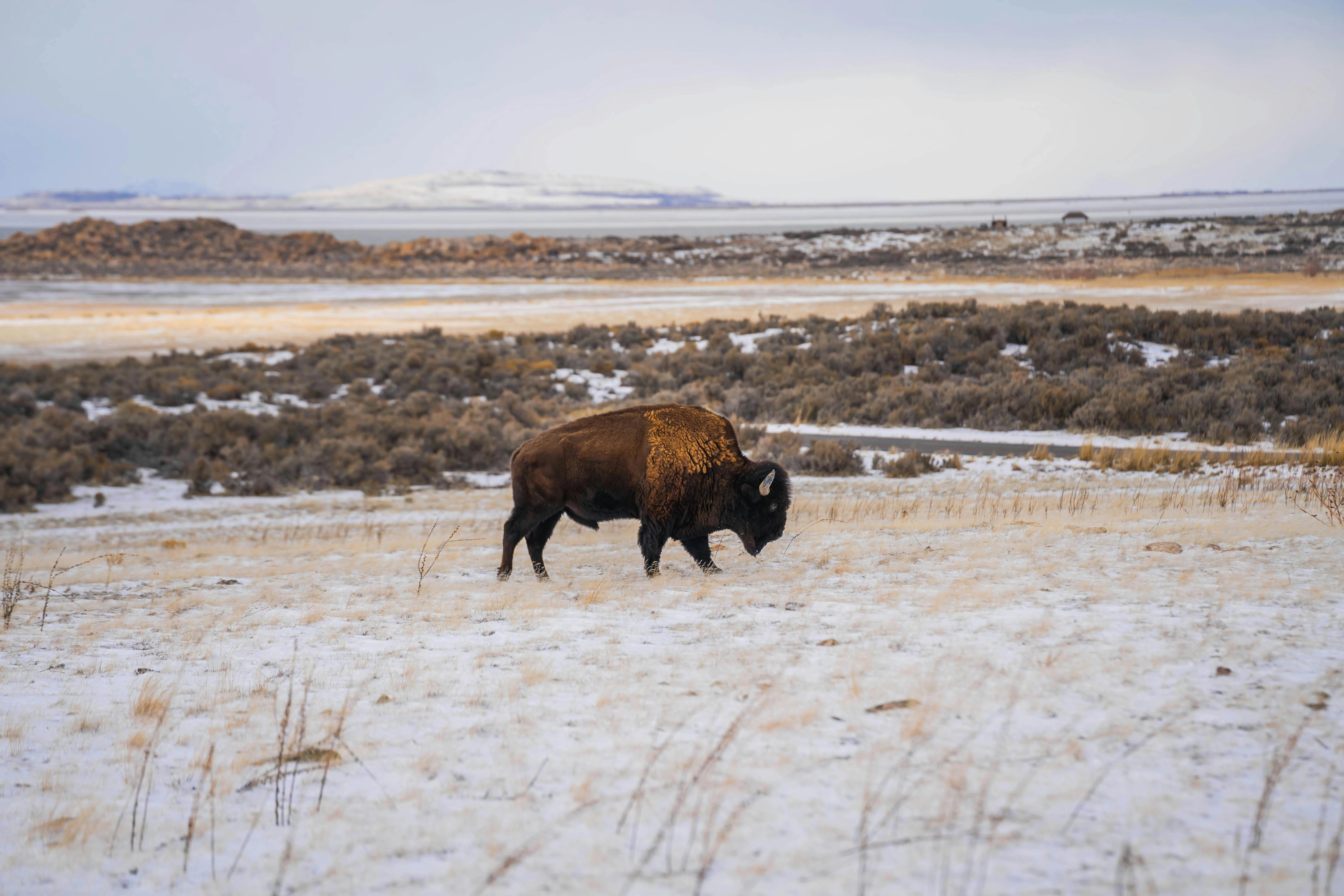 Lone Bison Color Palette, Combinations & Schemes | Octet Design Labs