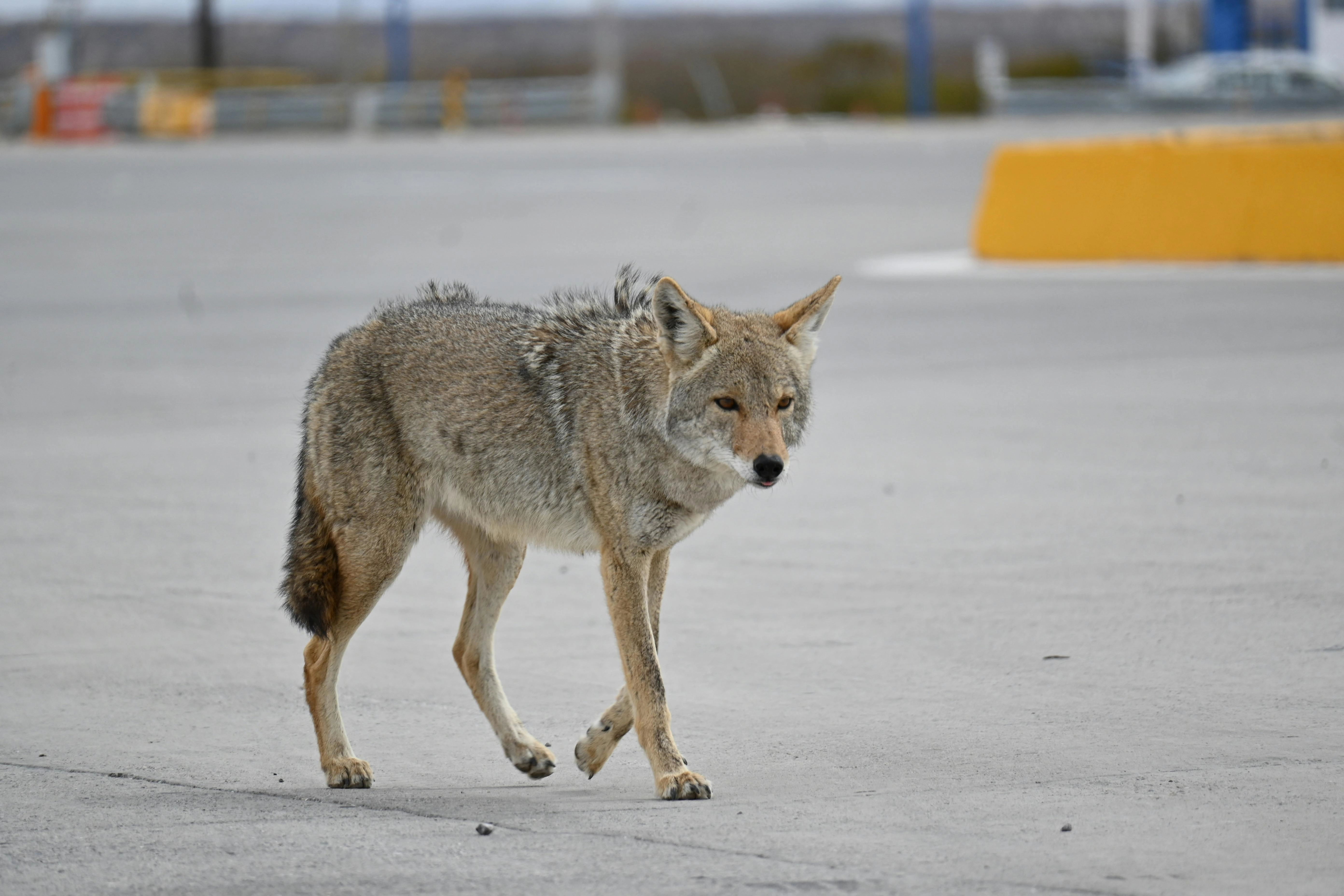 Urban Coyote Color Palette, Combinations & Schemes | Octet Design Labs