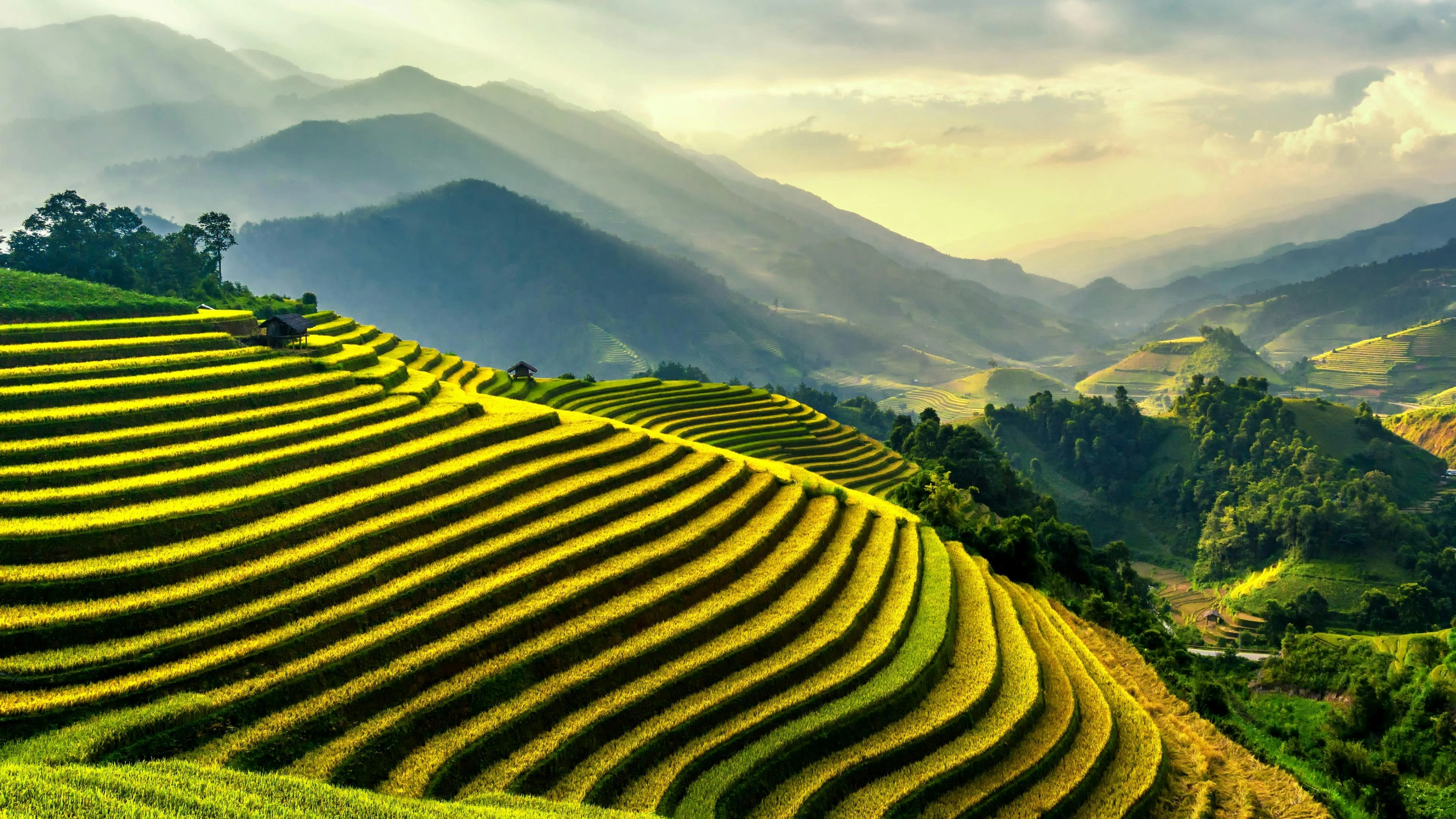 Terraced Rice Color Palette, Combinations & Schemes | Octet Design Labs