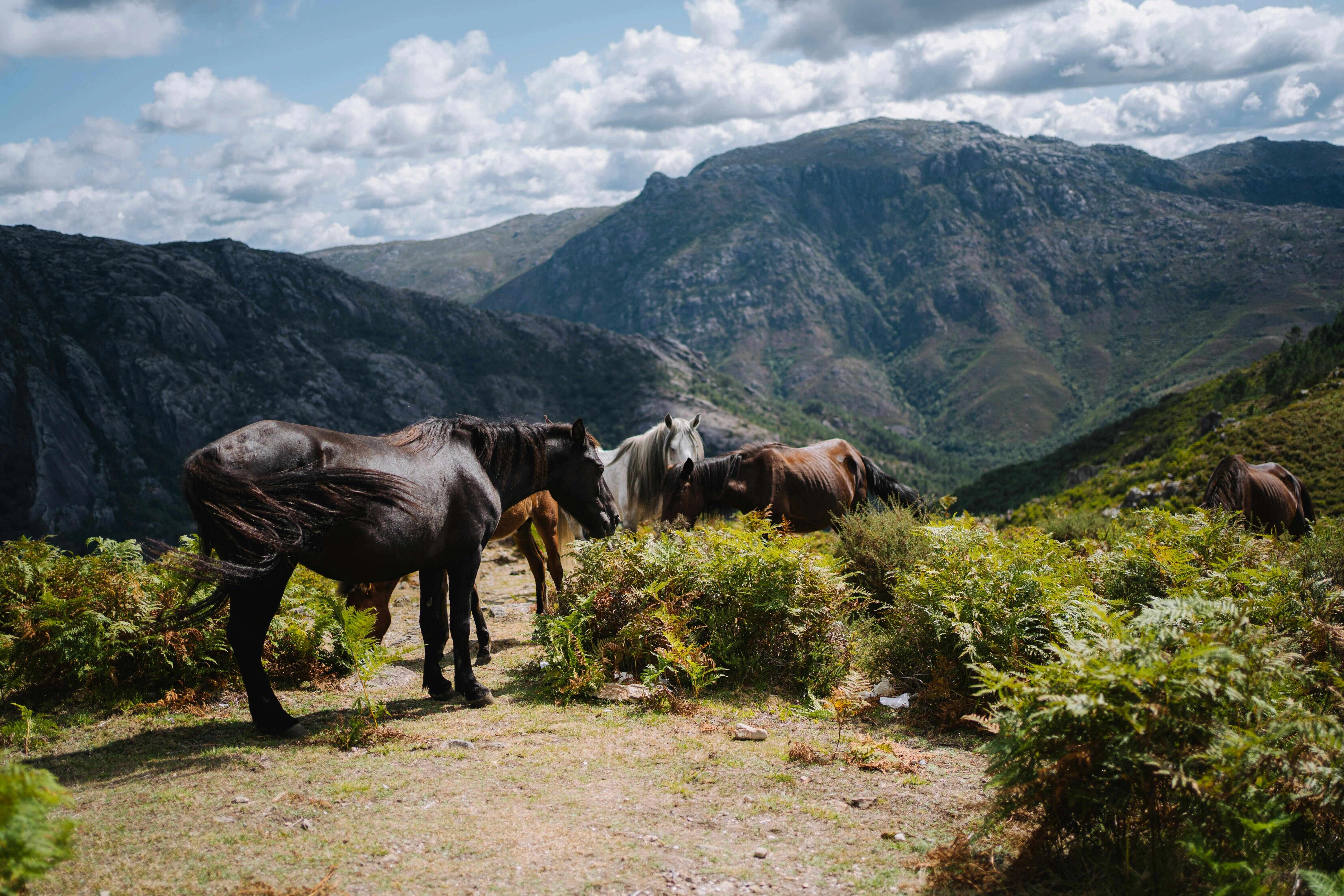 Wild Horses Color Palette, Combinations & Schemes | Octet Design Labs
