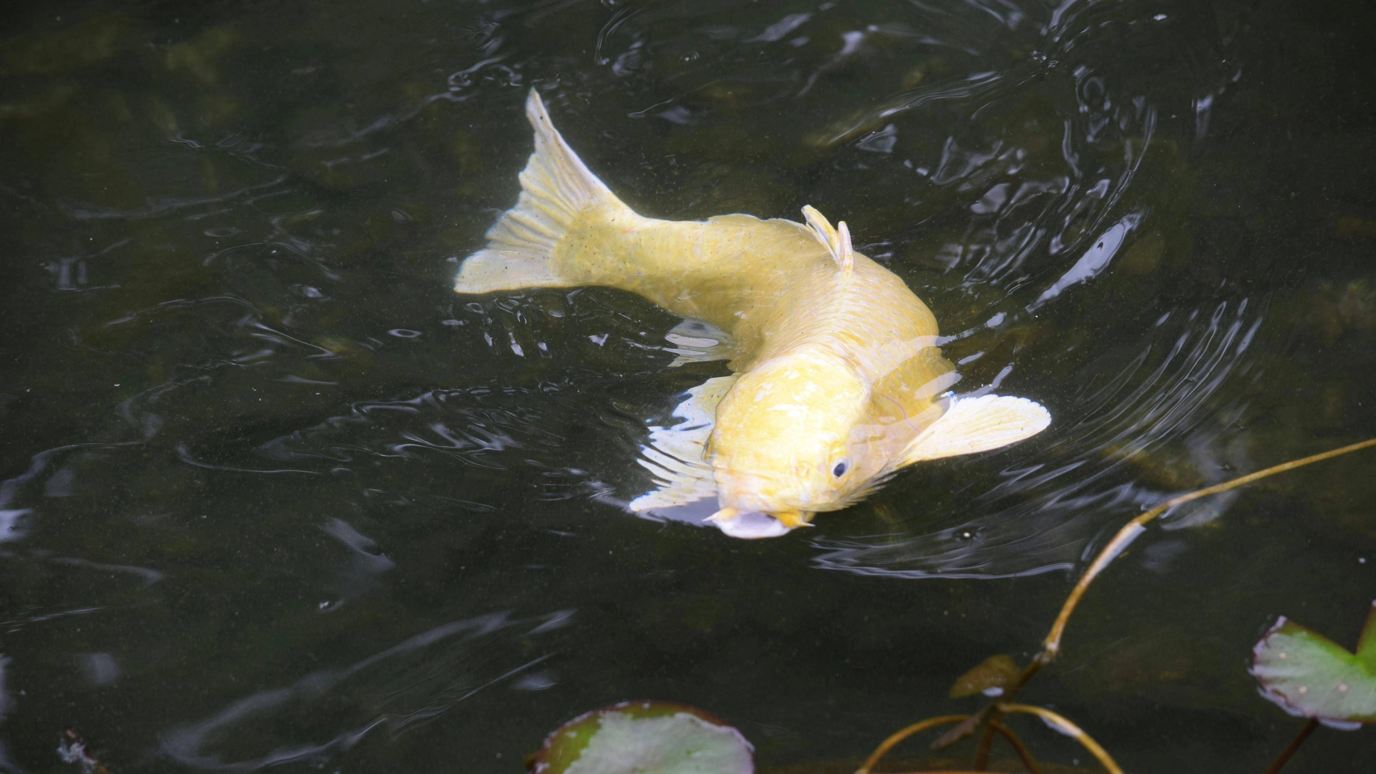 Yellow Koi Color Palette, Combinations & Schemes | Octet Design Labs