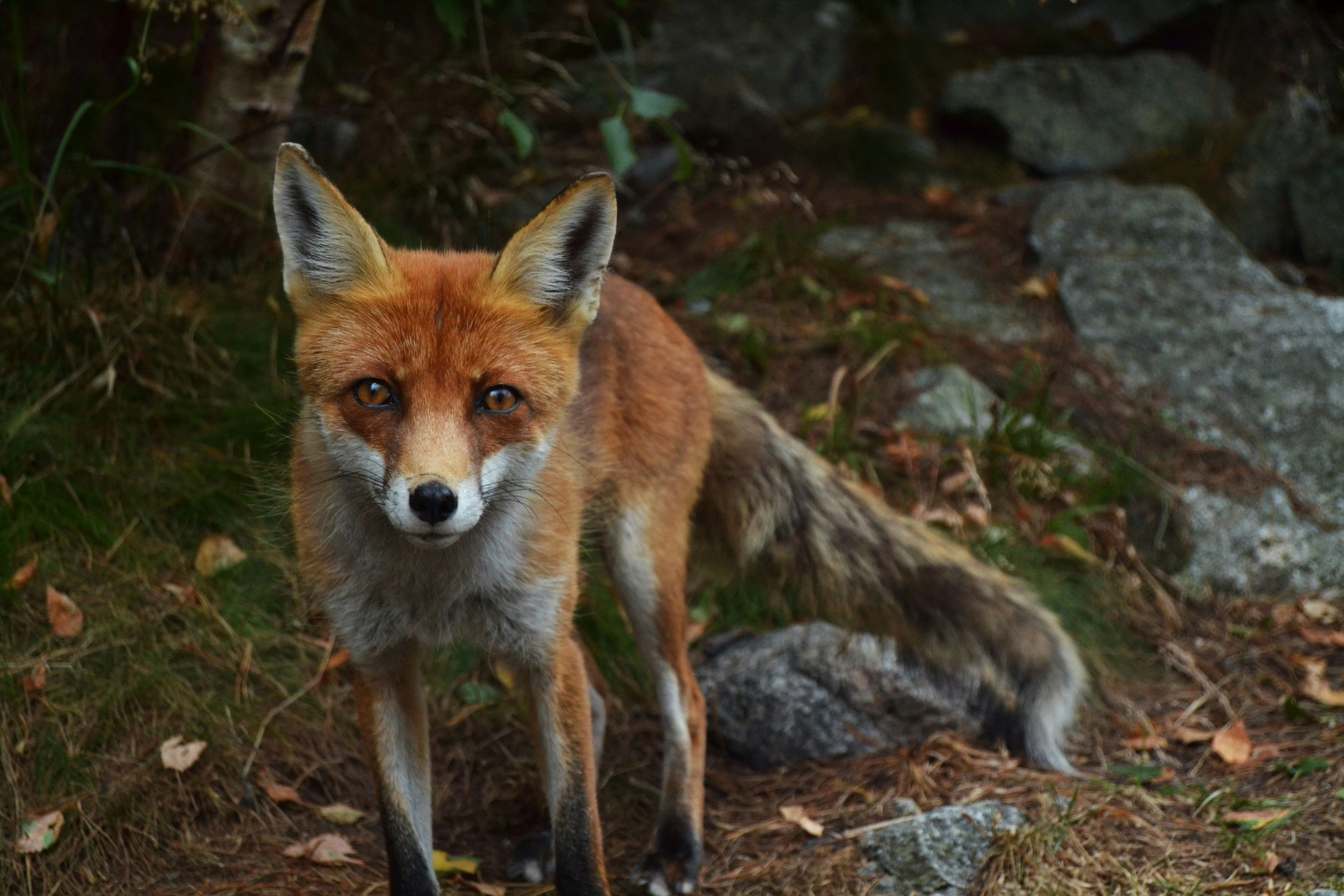 Alert Fox Color Palette, Combinations & Schemes | Octet Design Labs