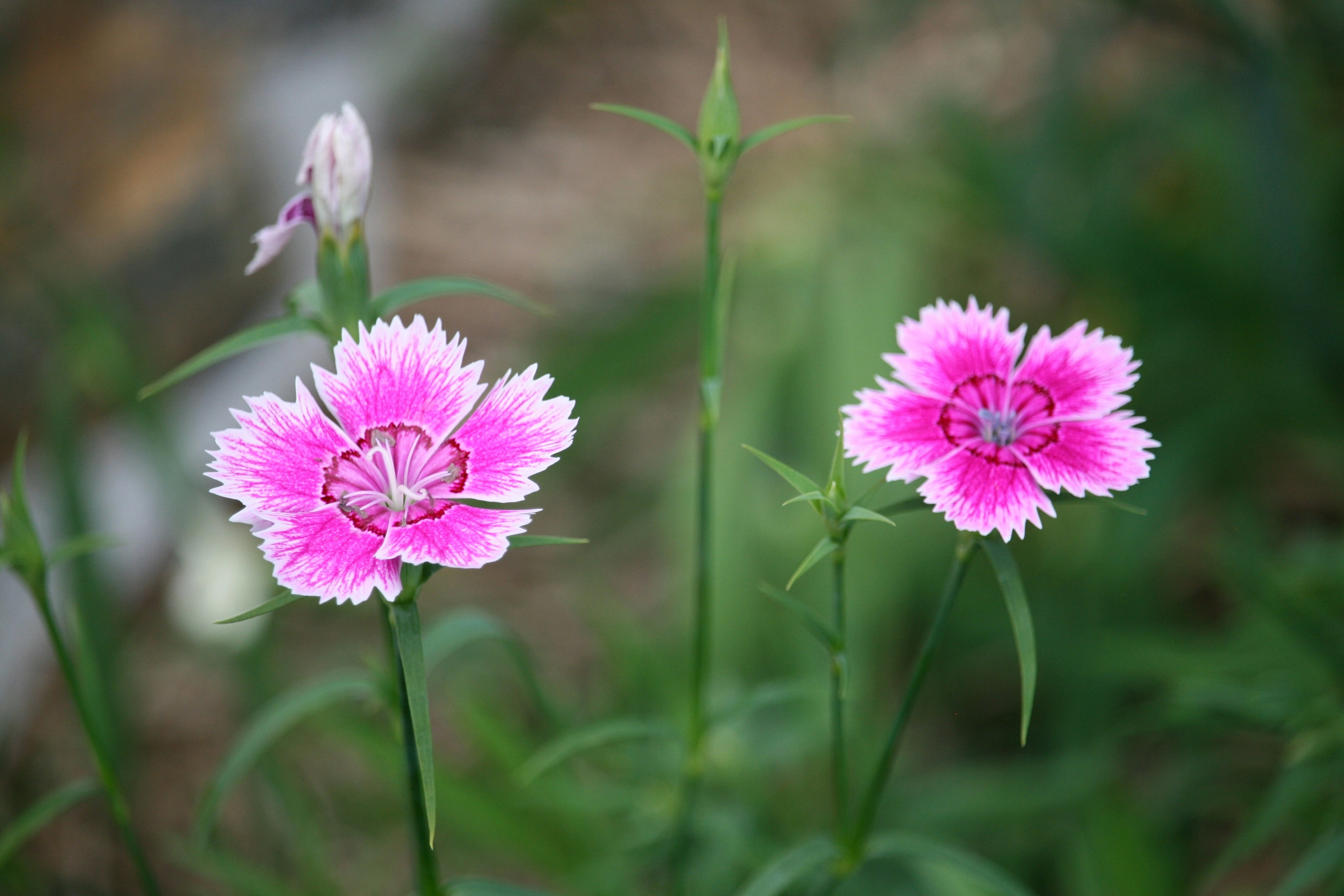 Pink Dianthus Color Palette, Combinations & Schemes | Octet Design Labs