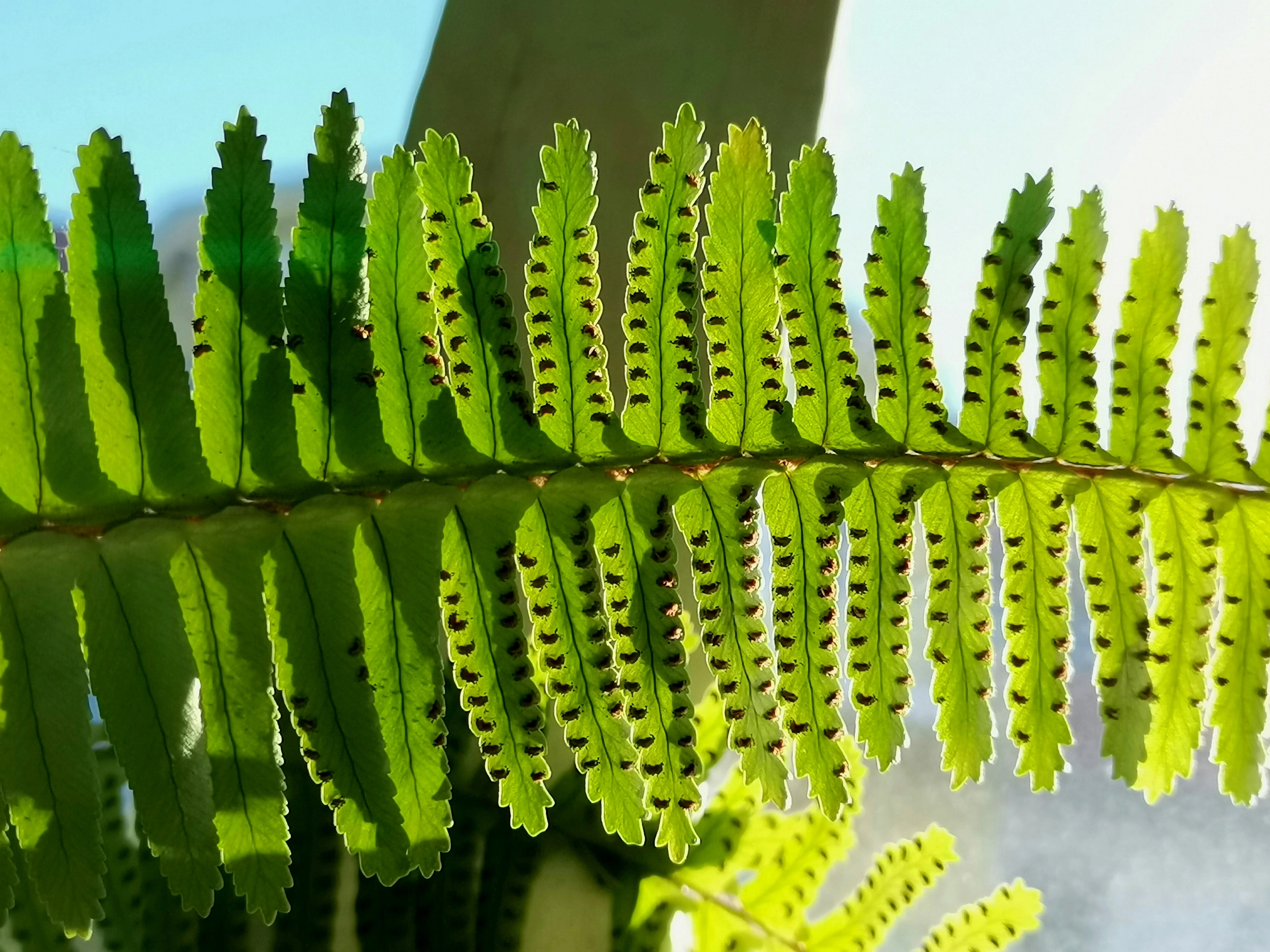 Vibrant Fern Color Palette, Combinations & Schemes | Octet Design Labs