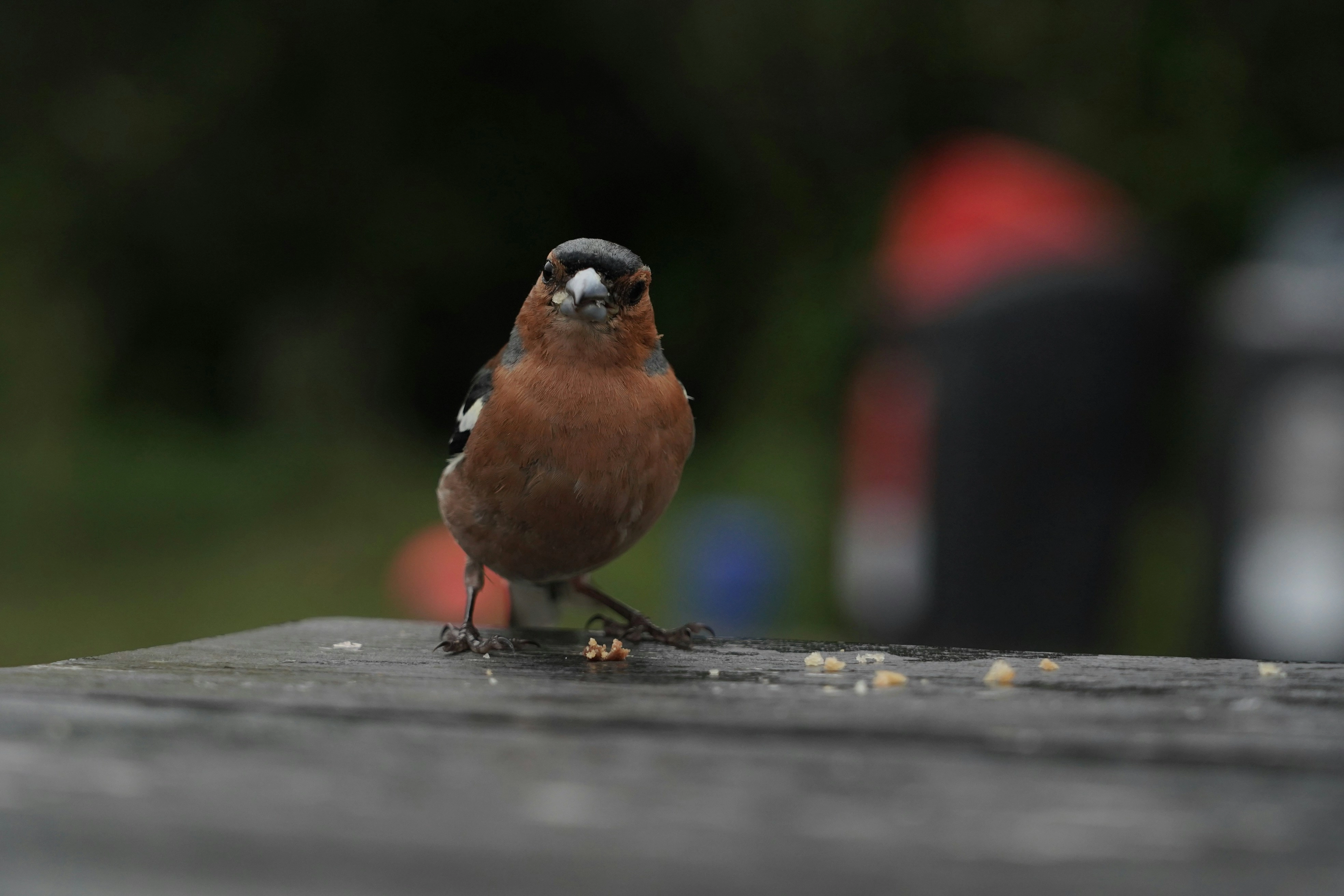 Curious Chaffinch Color Palette, Combinations & Schemes | Octet Design Labs