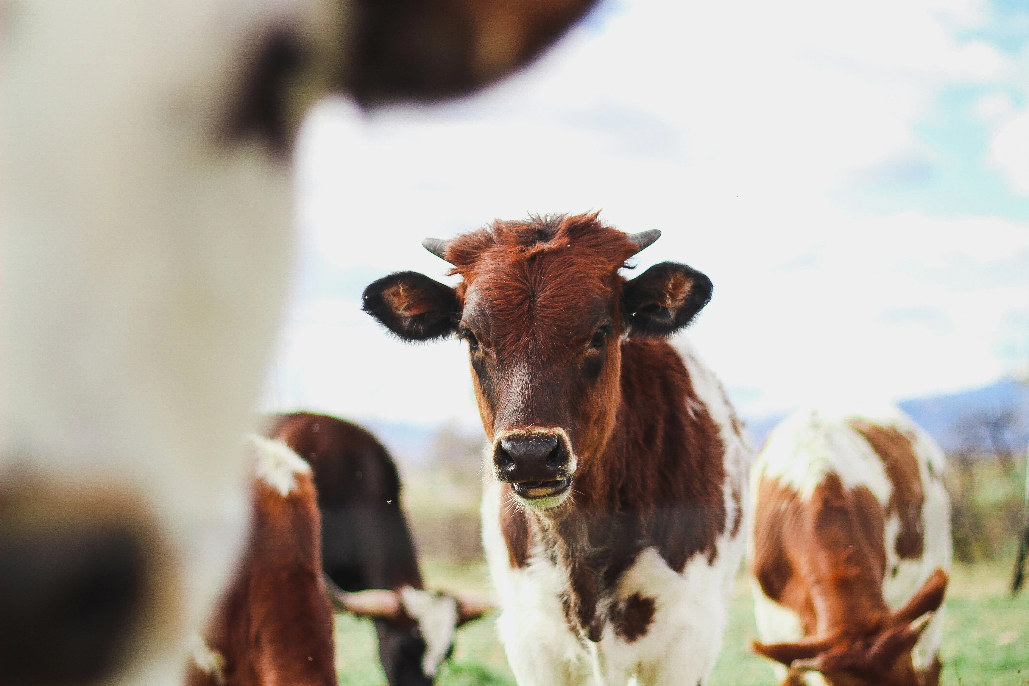 Curious Cow Color Palette, Combinations & Schemes | Octet Design Labs