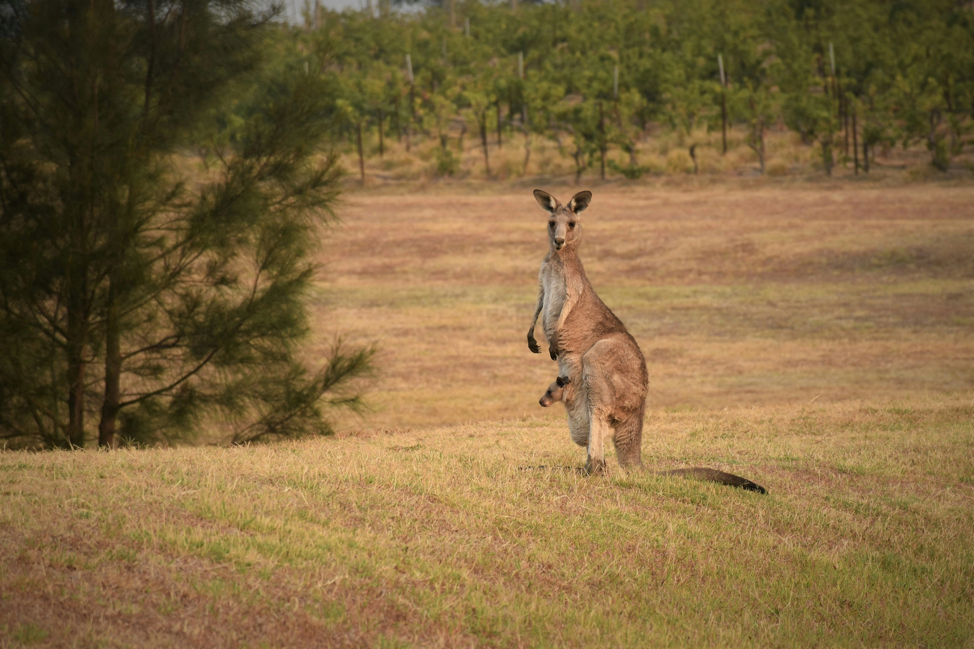 Kangaroo in Color Palette, Combinations & Schemes | Octet Design Labs