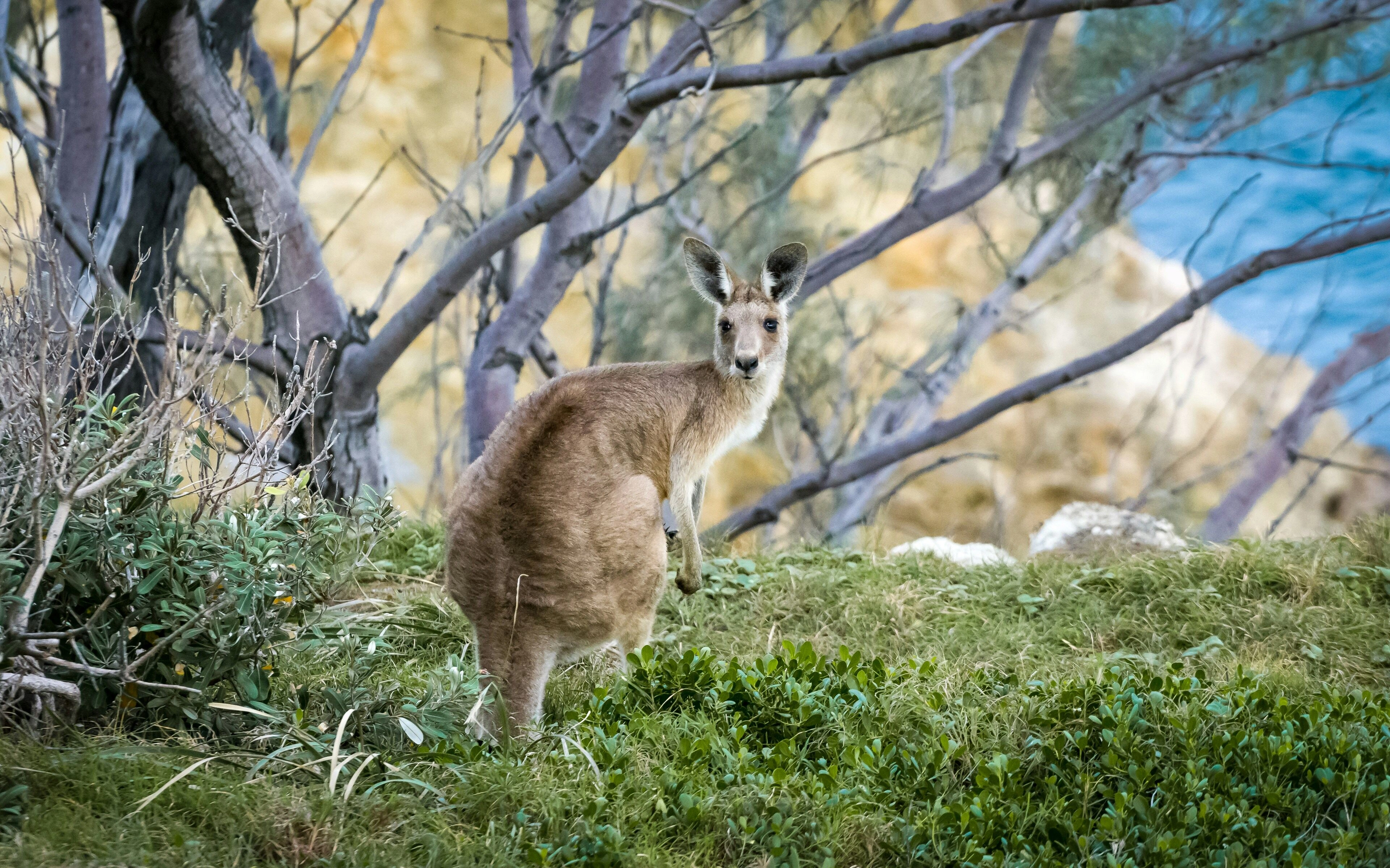 Kangaroo in Color Palette, Combinations & Schemes | Octet Design Labs