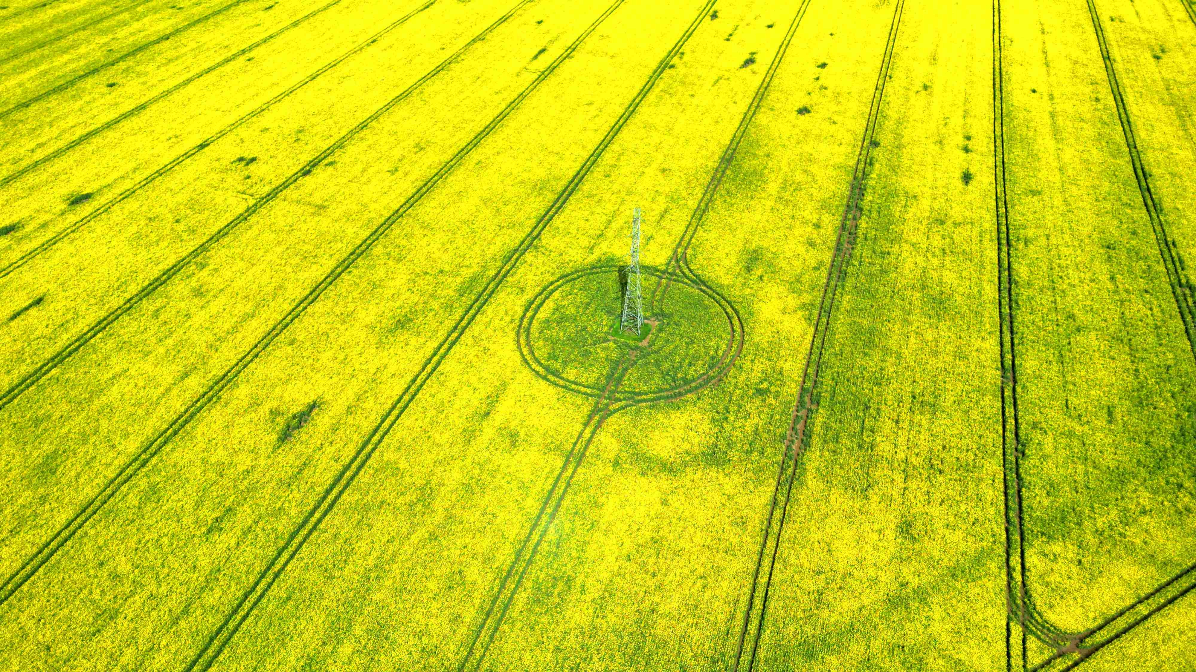 Aerial Canola Color Palette, Combinations & Schemes | Octet Design Labs
