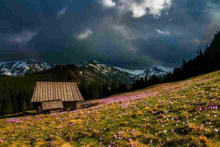 Alpine Meadow Color Palette, Combinations & Schemes | Octet Design Labs