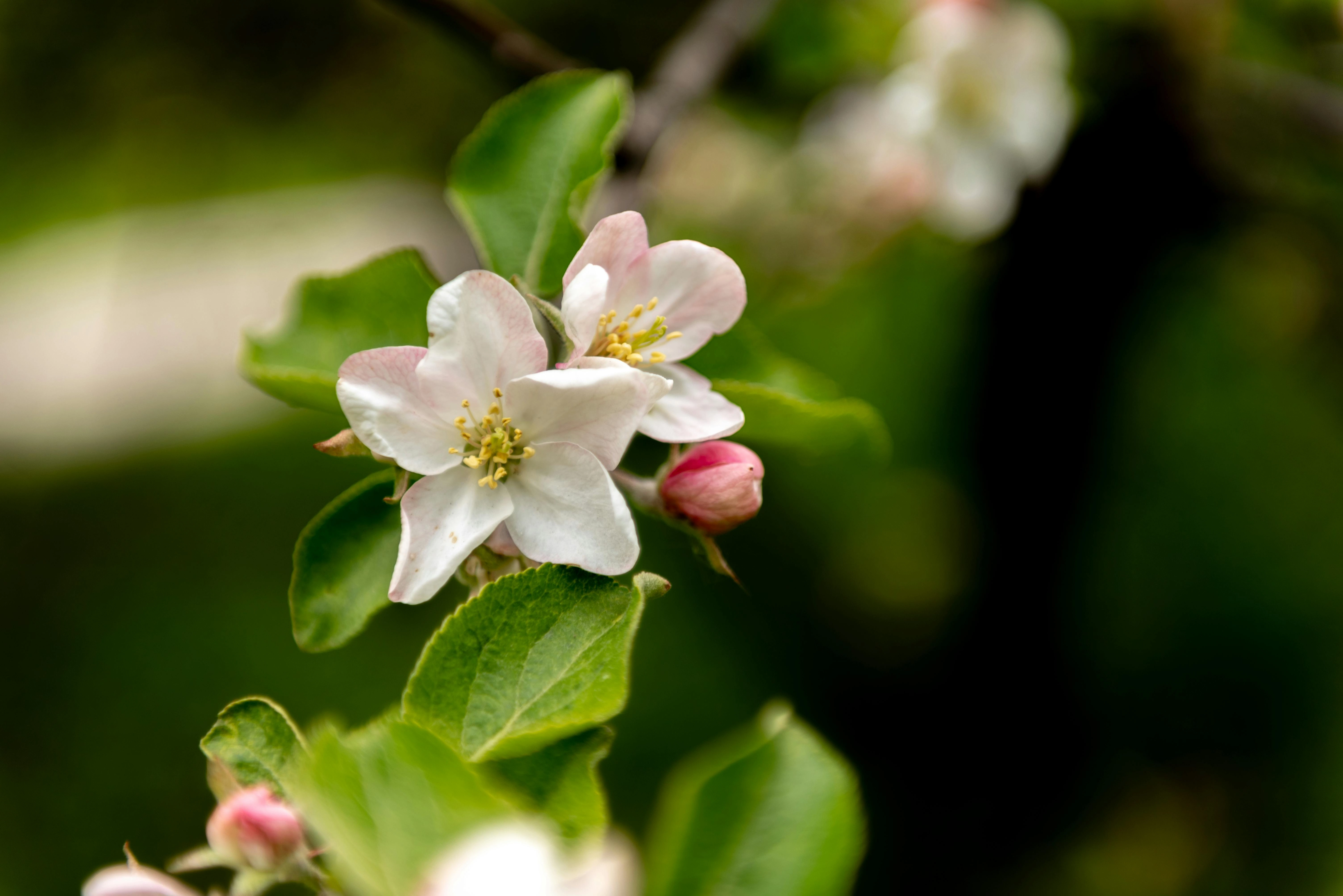 Apple Blossom Color Palette, Combinations & Schemes | Octet Design Labs
