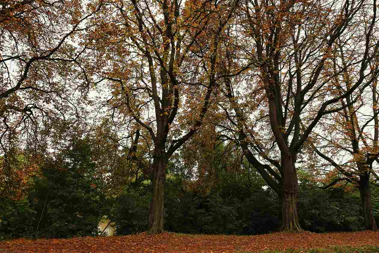 Autumn Trees Color Palette, Combinations & Schemes | Octet Design Labs