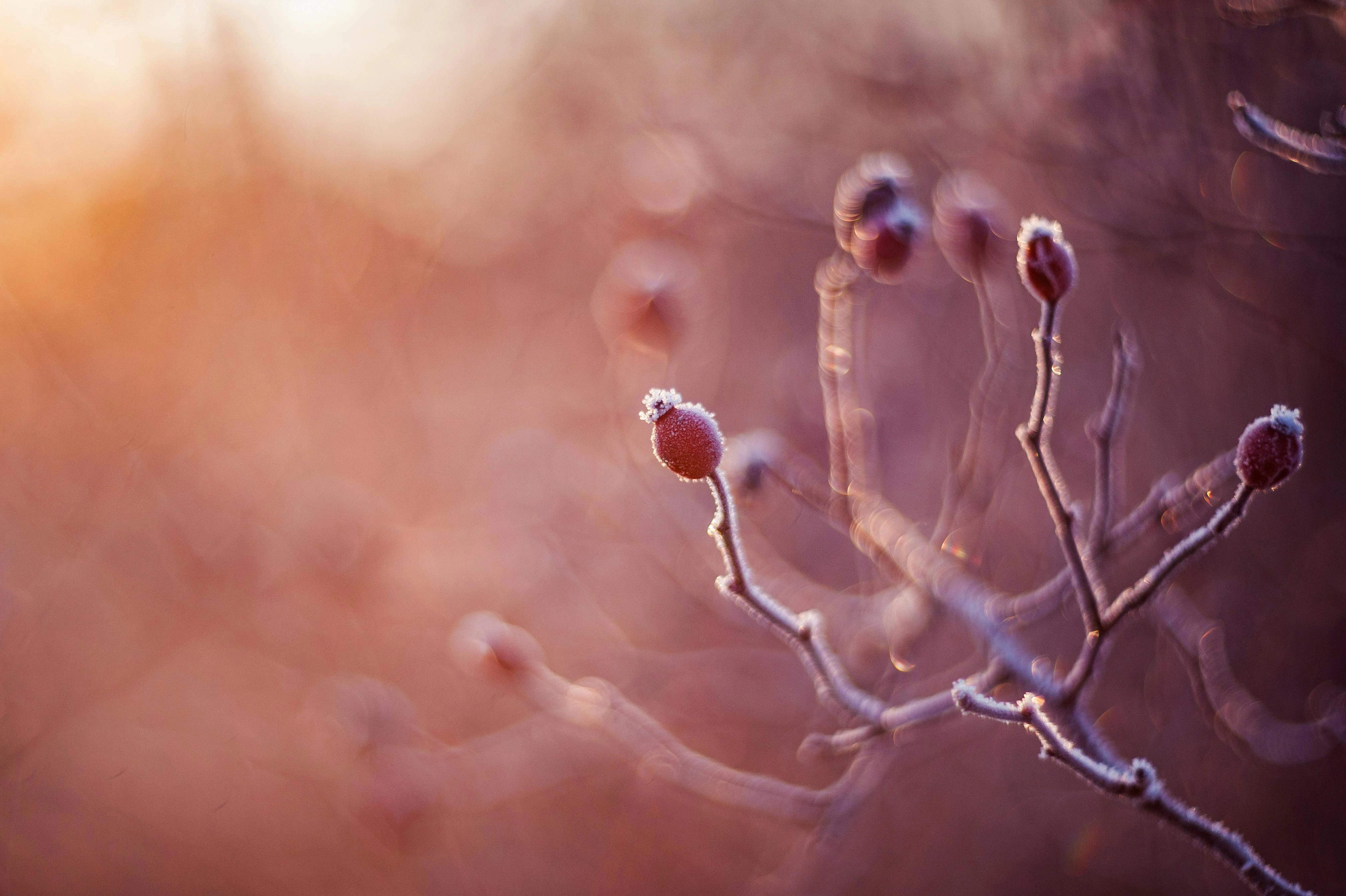 Frosty Buds Color Palette, Combinations & Schemes | Octet Design Labs