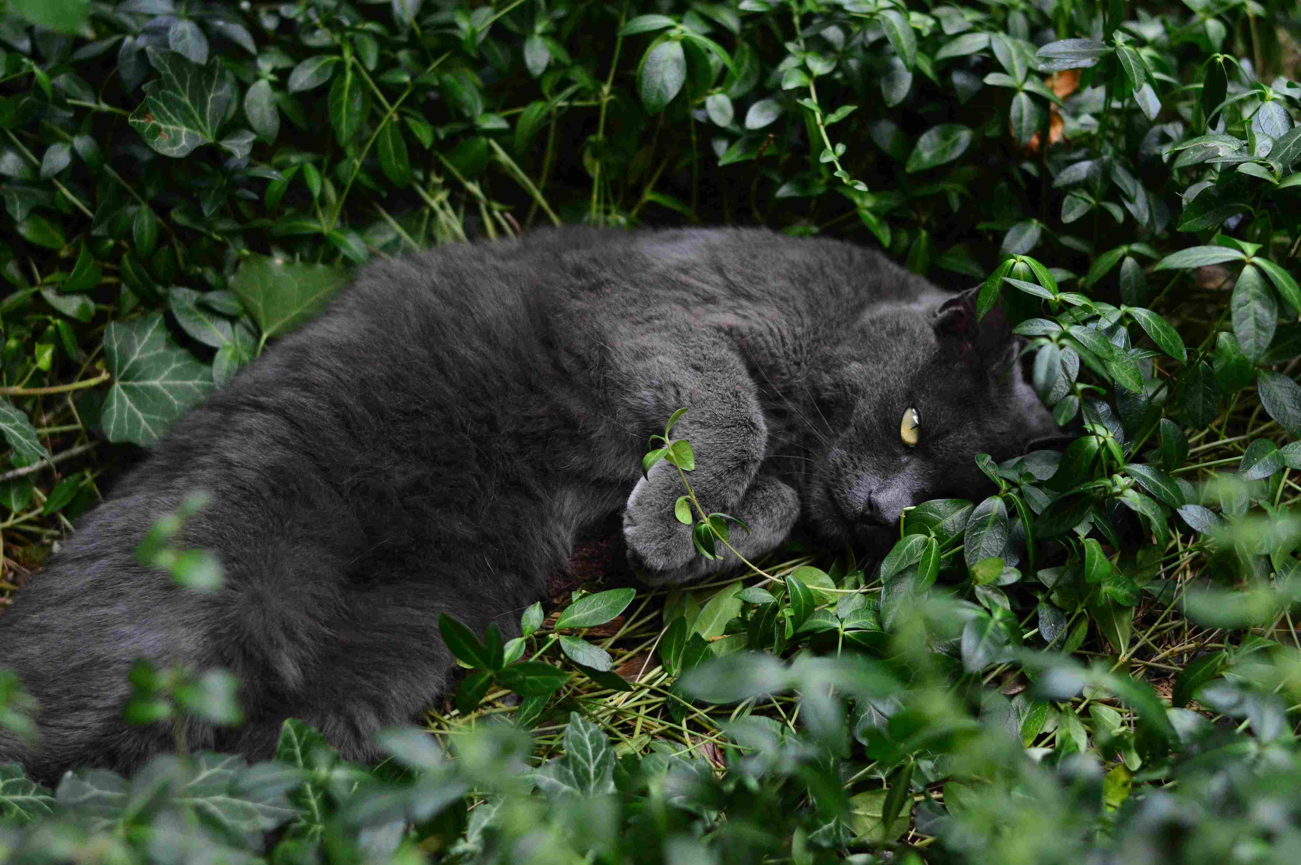 Gray Cat Color Palette, Combinations & Schemes | Octet Design Labs