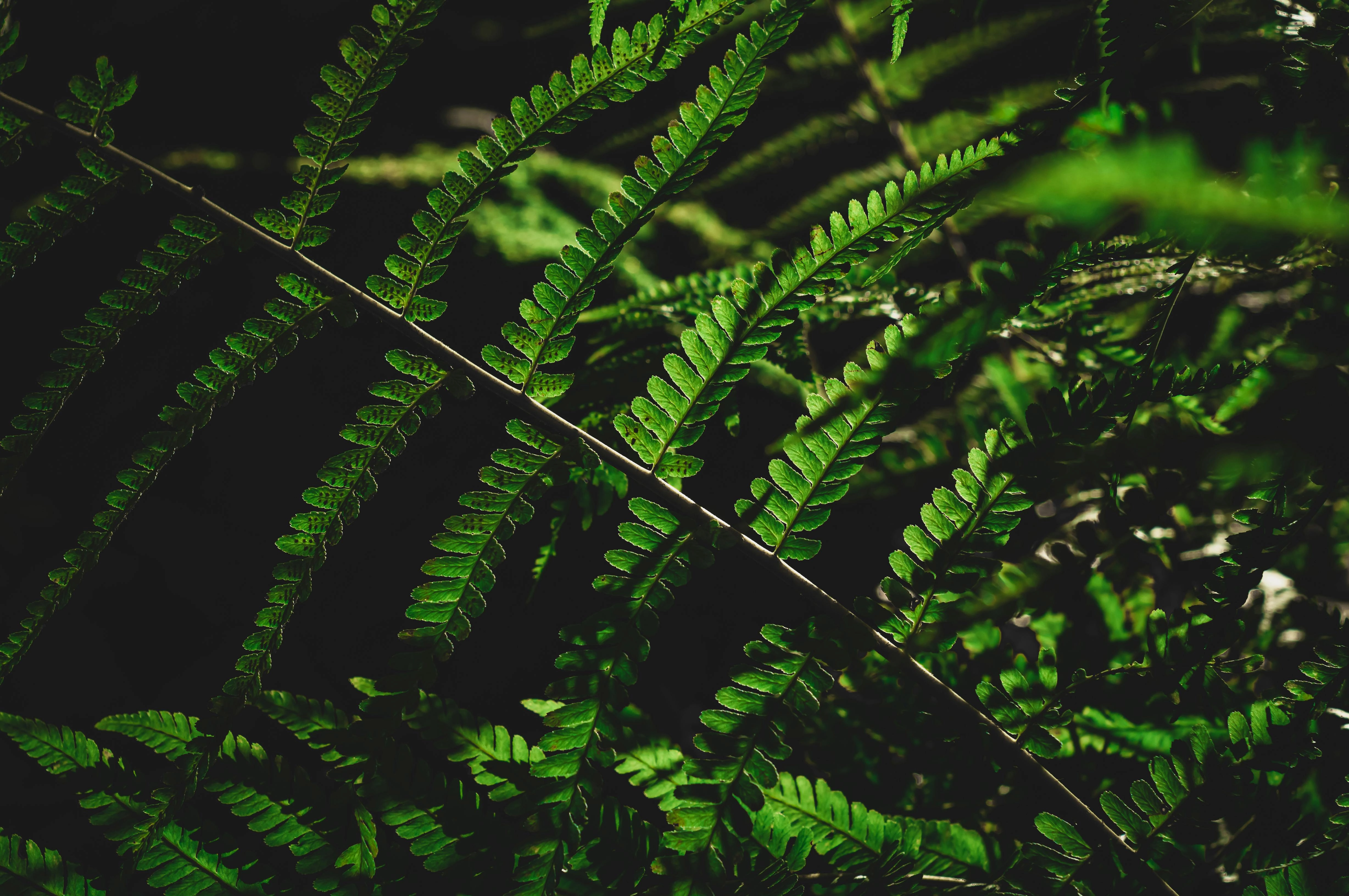 Lush Green Color Palette, Combinations & Schemes | Octet Design Labs