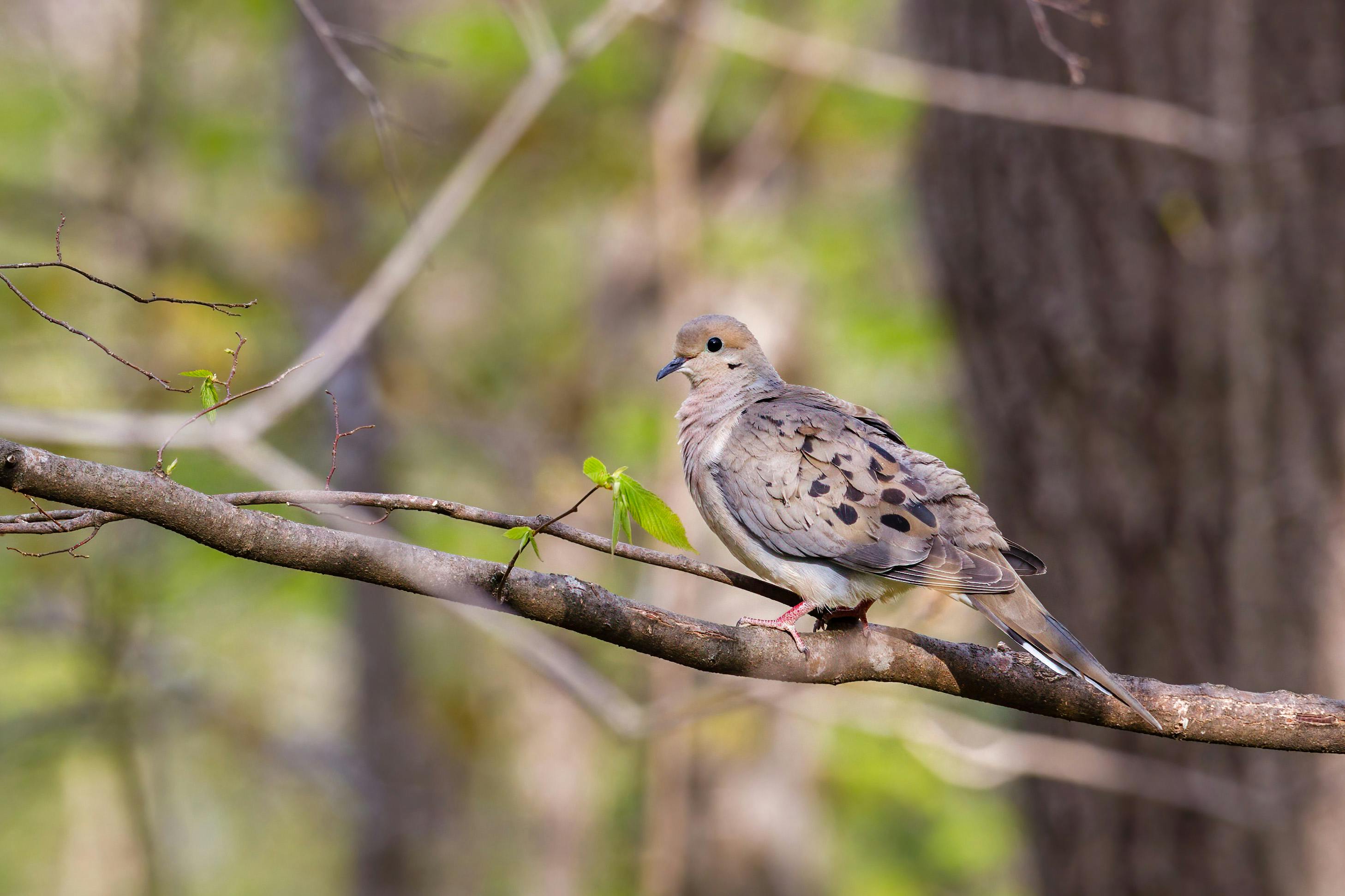 Mourning Dove Color Palette, Combinations & Schemes | Octet Design Labs