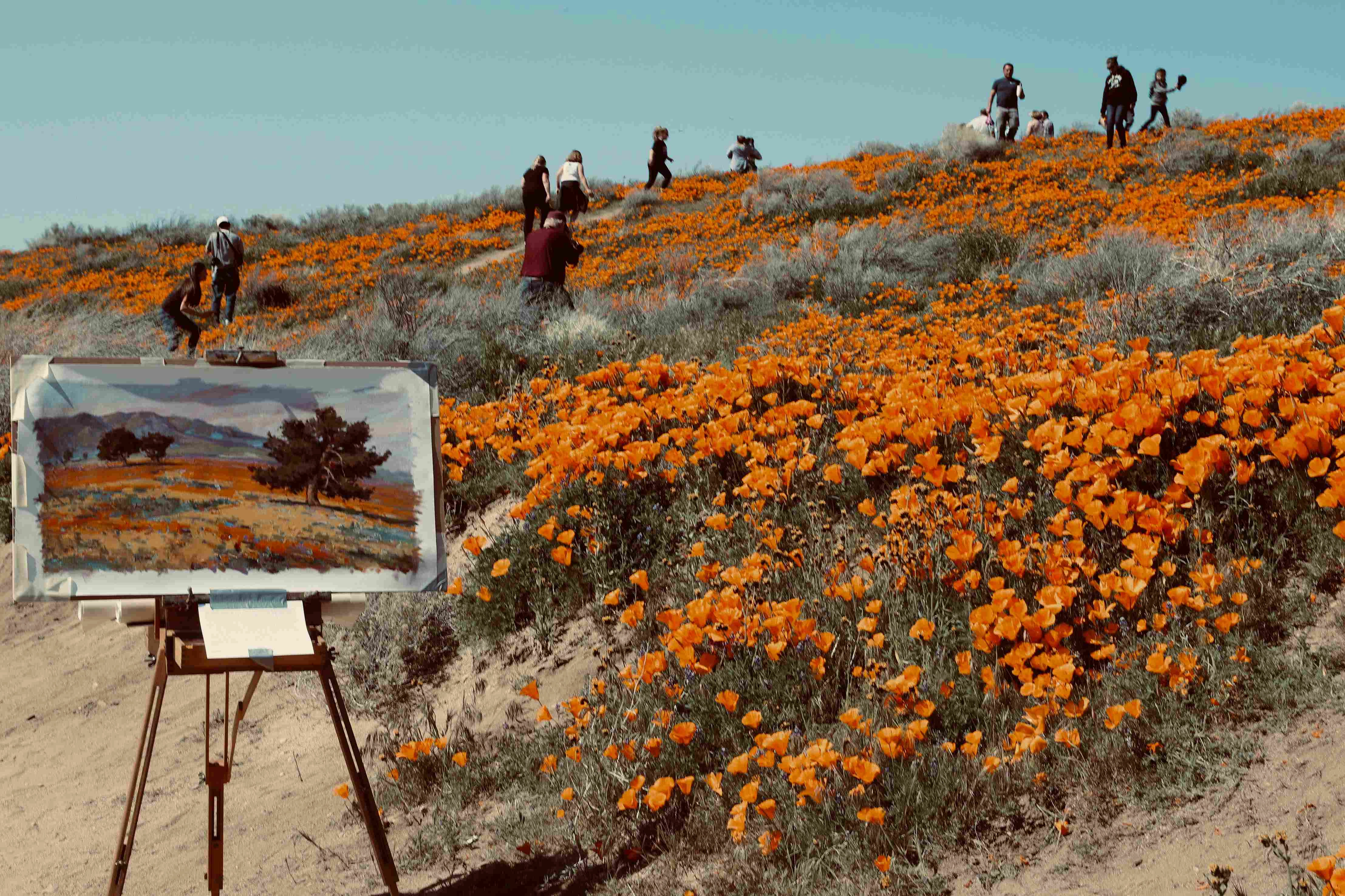Poppy Field Color Palette, Combinations & Schemes | Octet Design Labs