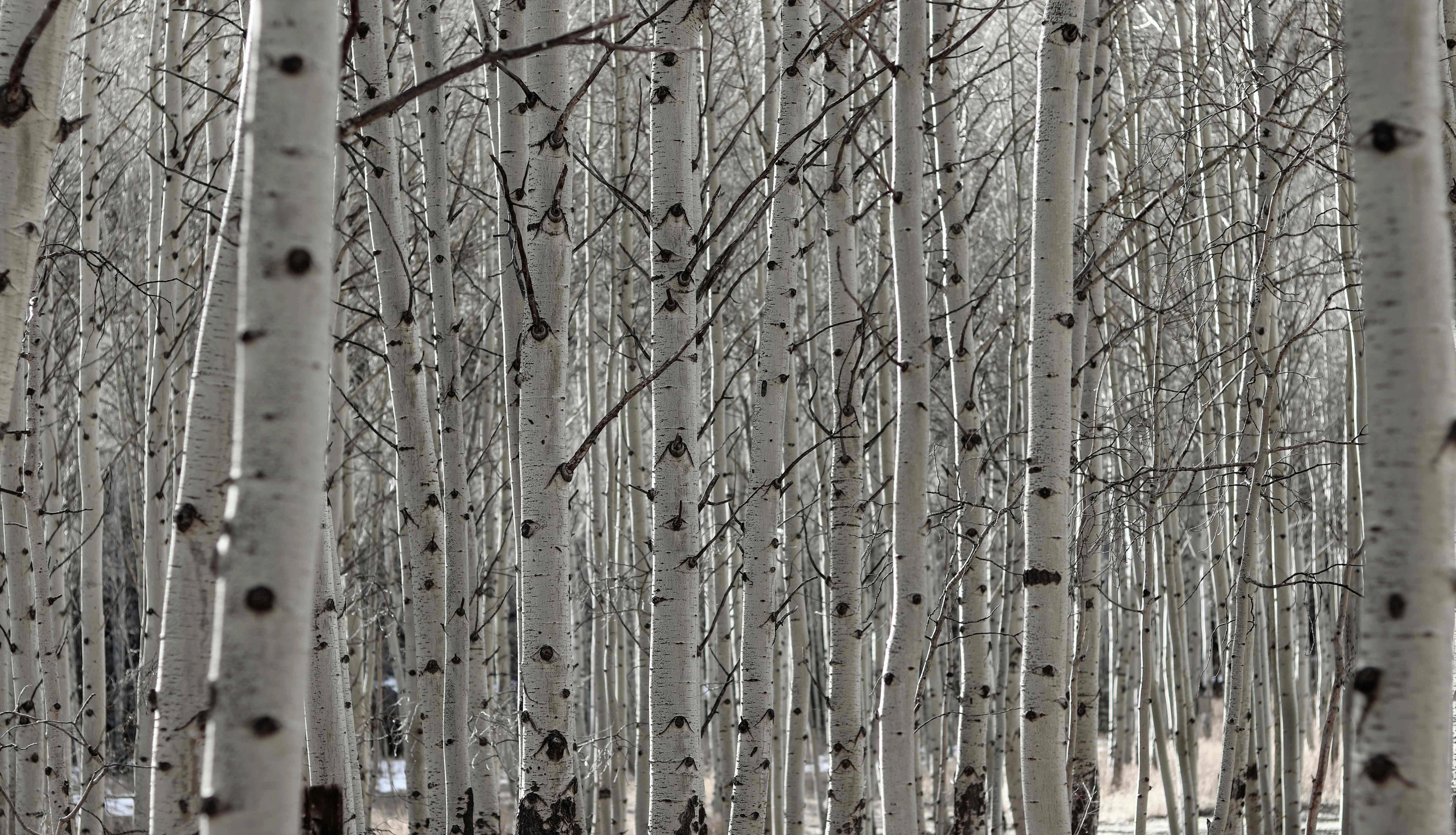 Serene Birch Color Palette, Combinations & Schemes | Octet Design Labs