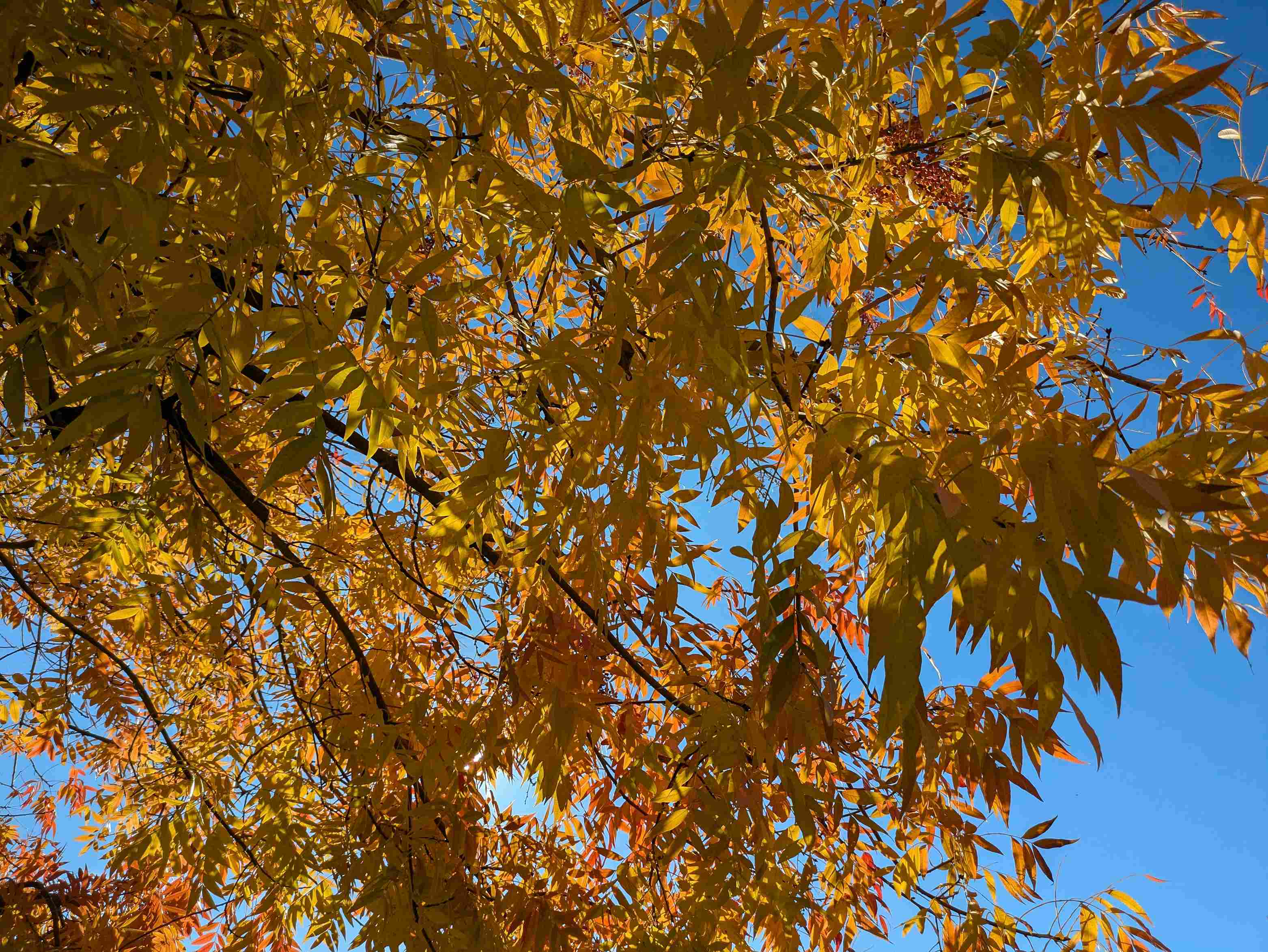Autumn leaves Color Palette, Combinations & Schemes | Octet Design Labs