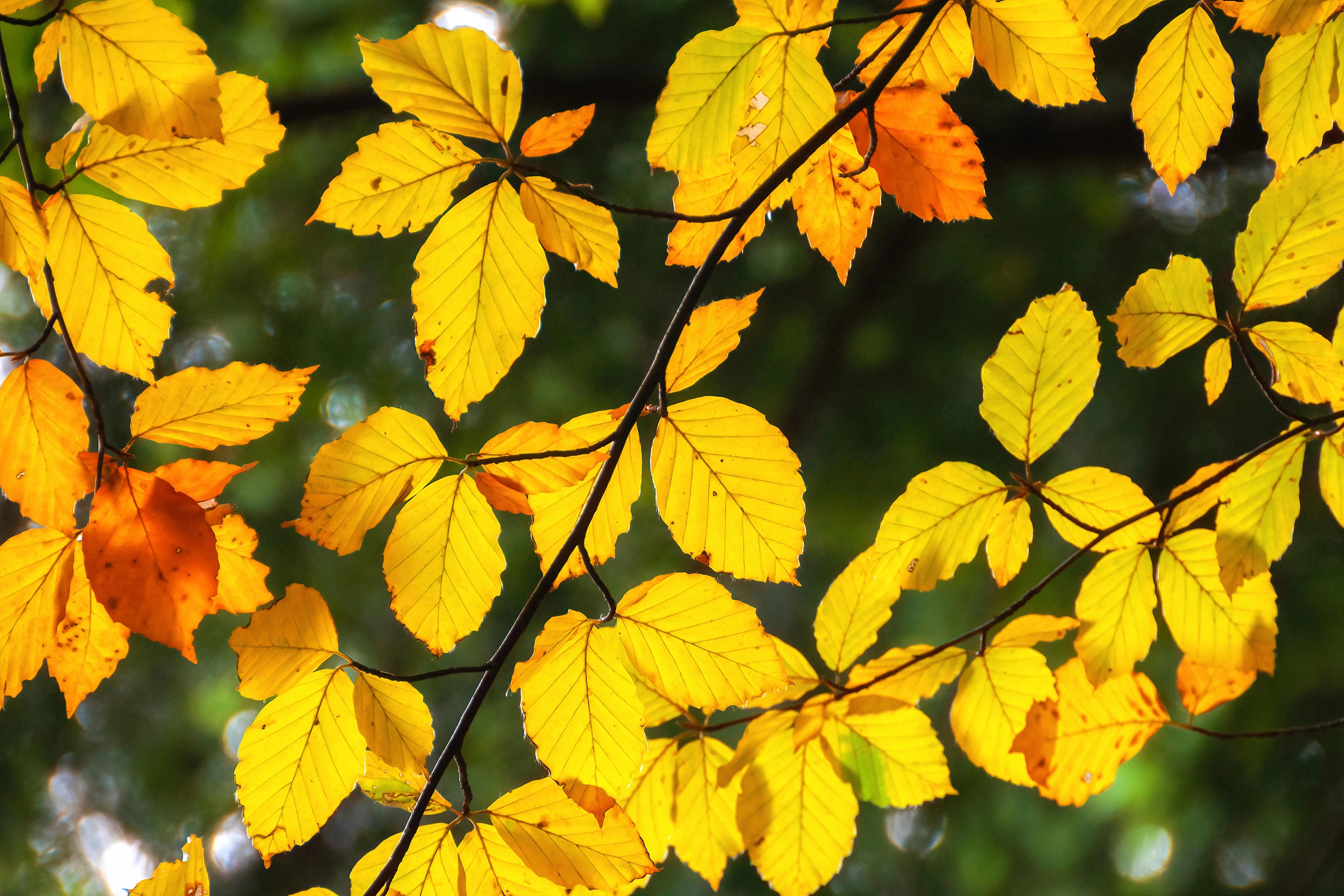 Autumn Leaves Color Palette, Combinations & Schemes | Octet Design Labs
