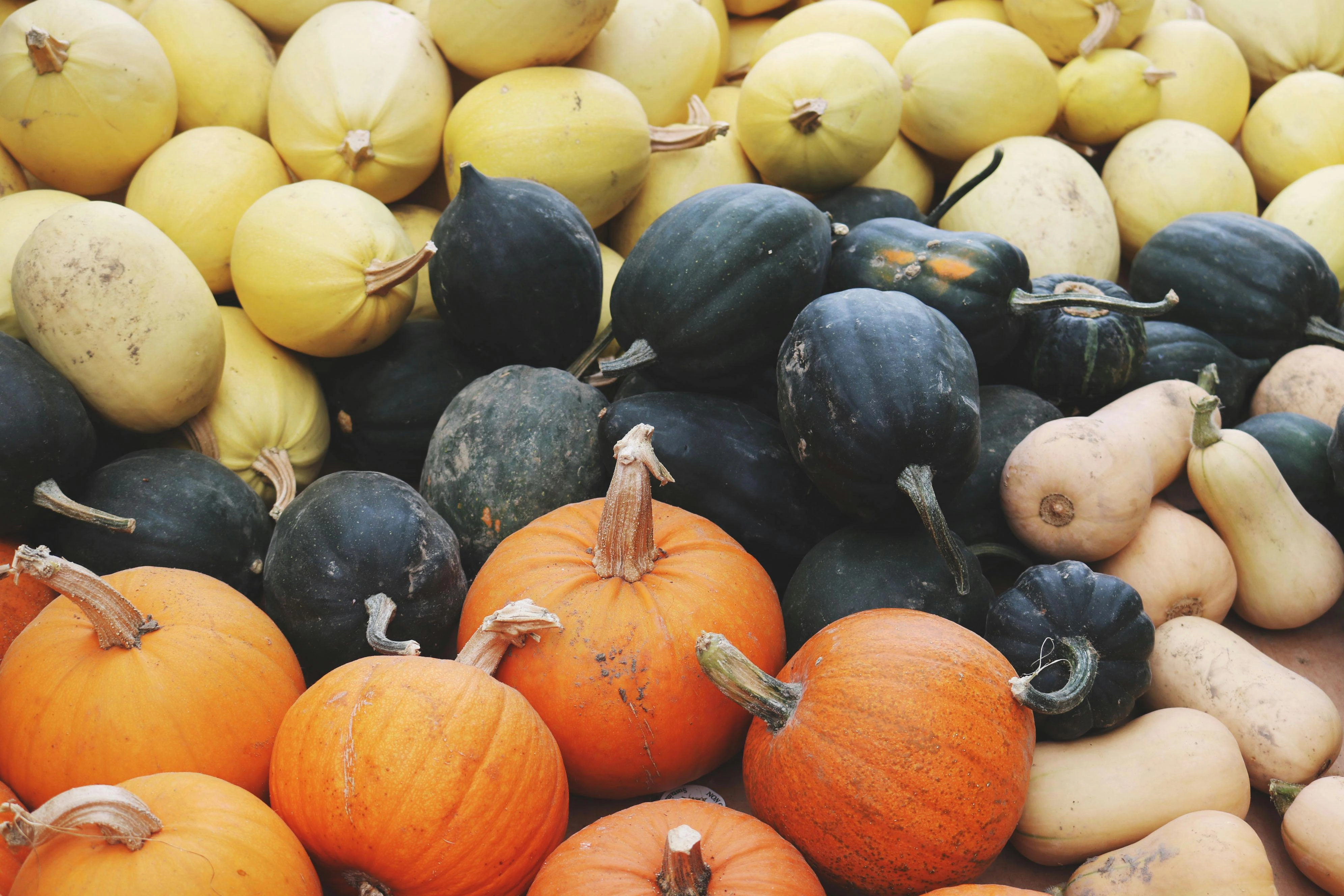Autumn Squash Color Palette, Combinations & Schemes | Octet Design Labs