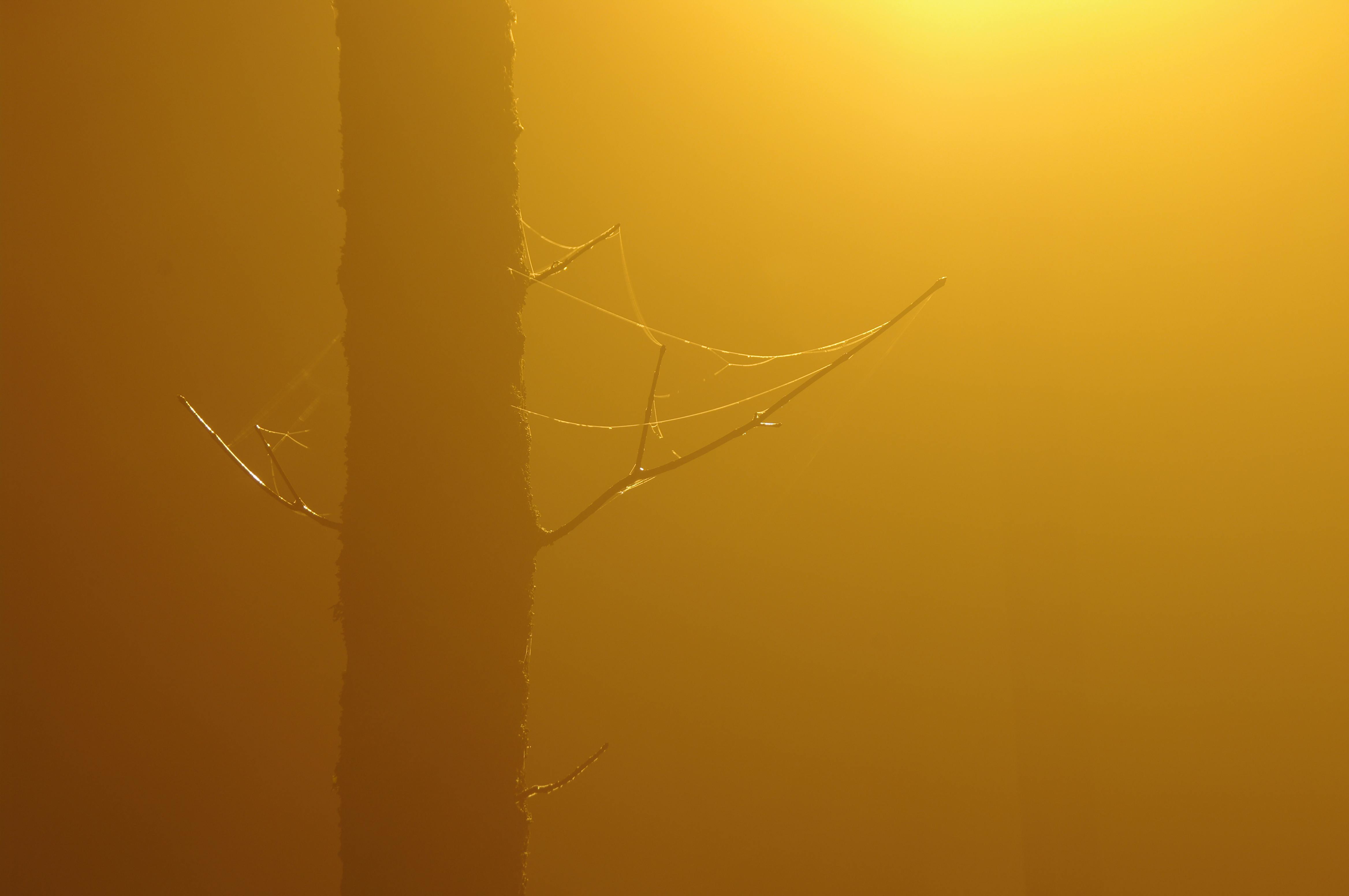 Golden Spiderweb Color Palette, Combinations & Schemes | Octet Design Labs