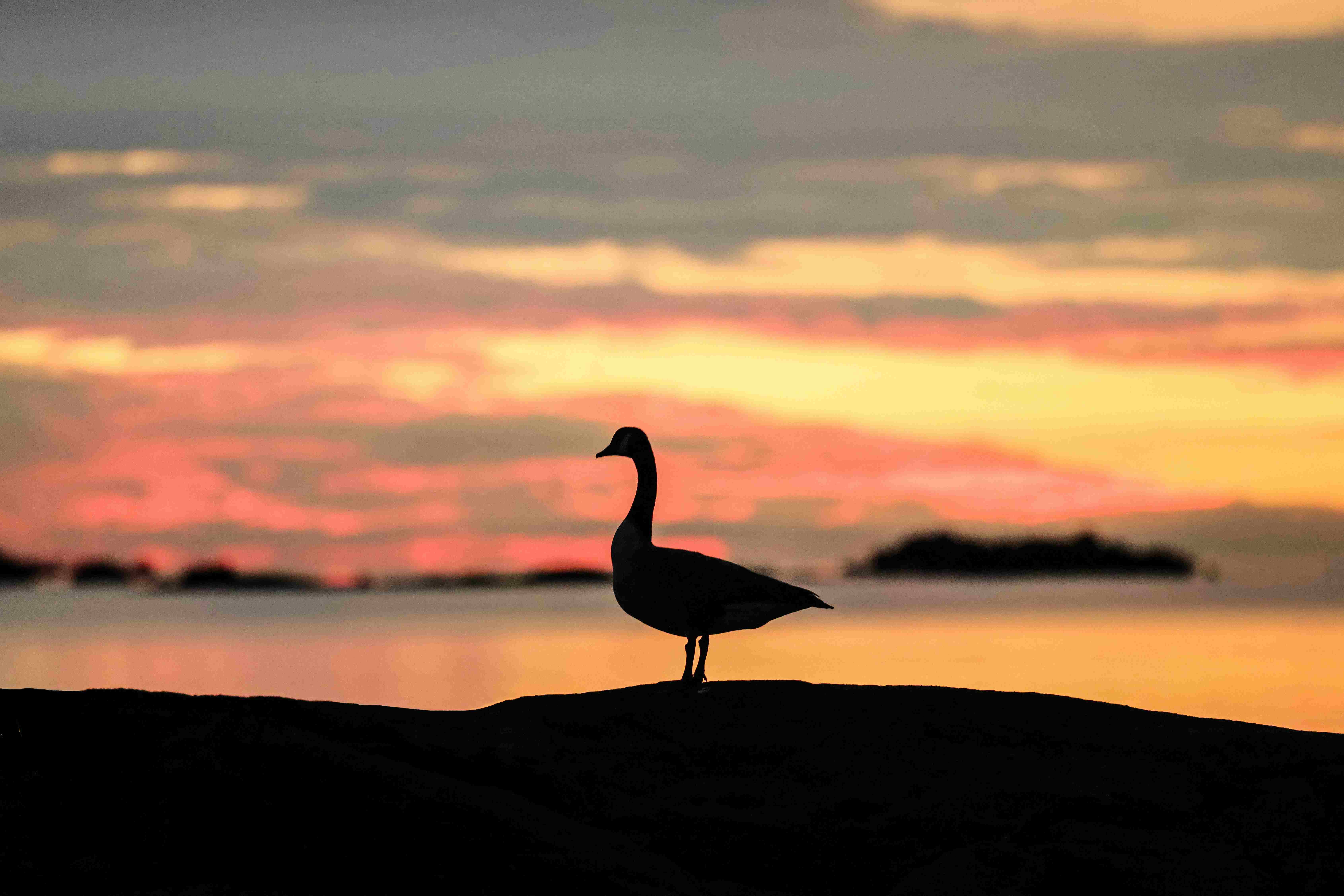 Goose Silhouette Color Palette, Combinations & Schemes | Octet Design Labs