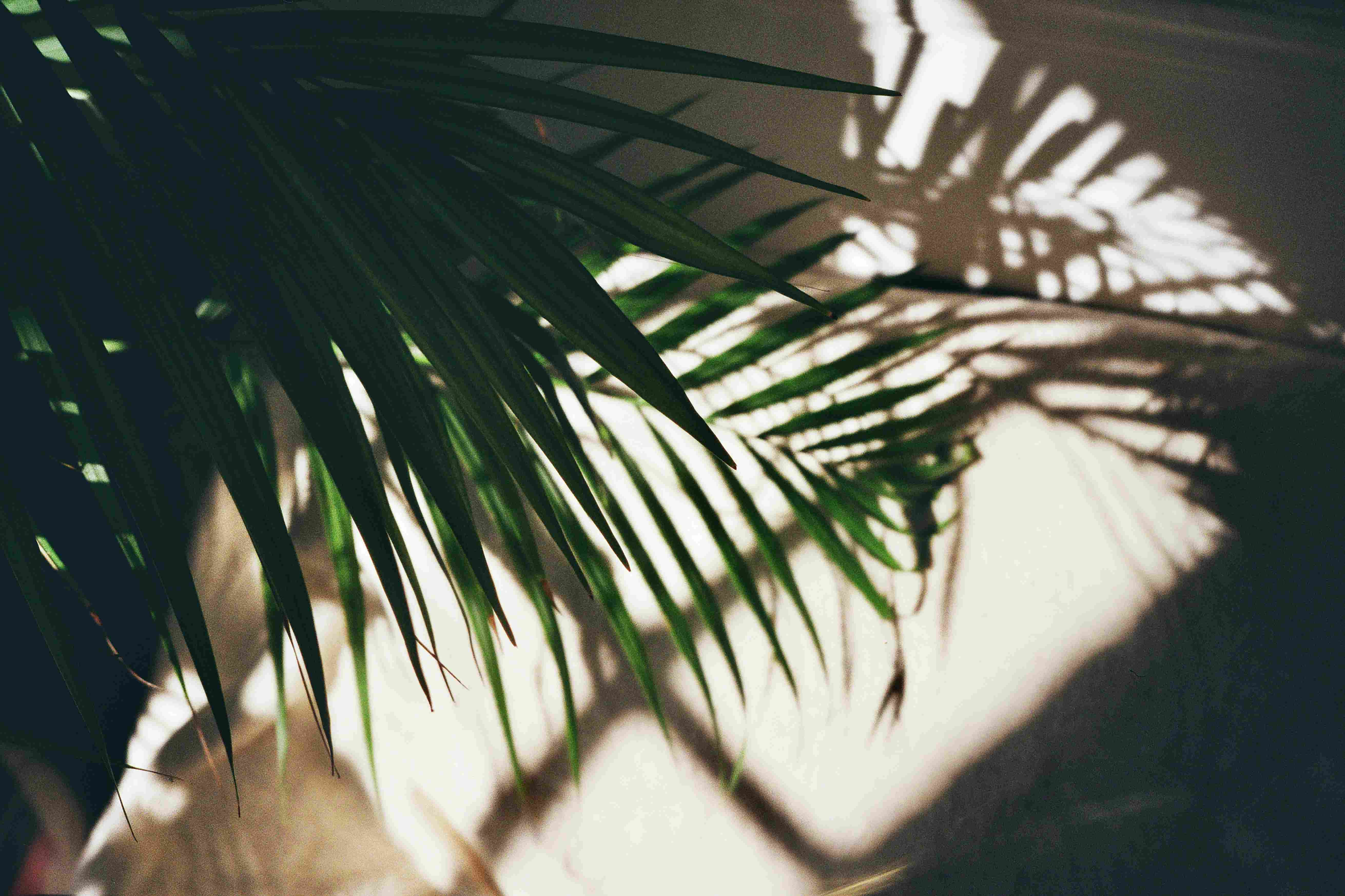Palm Shadow Color Palette, Combinations & Schemes | Octet Design Labs