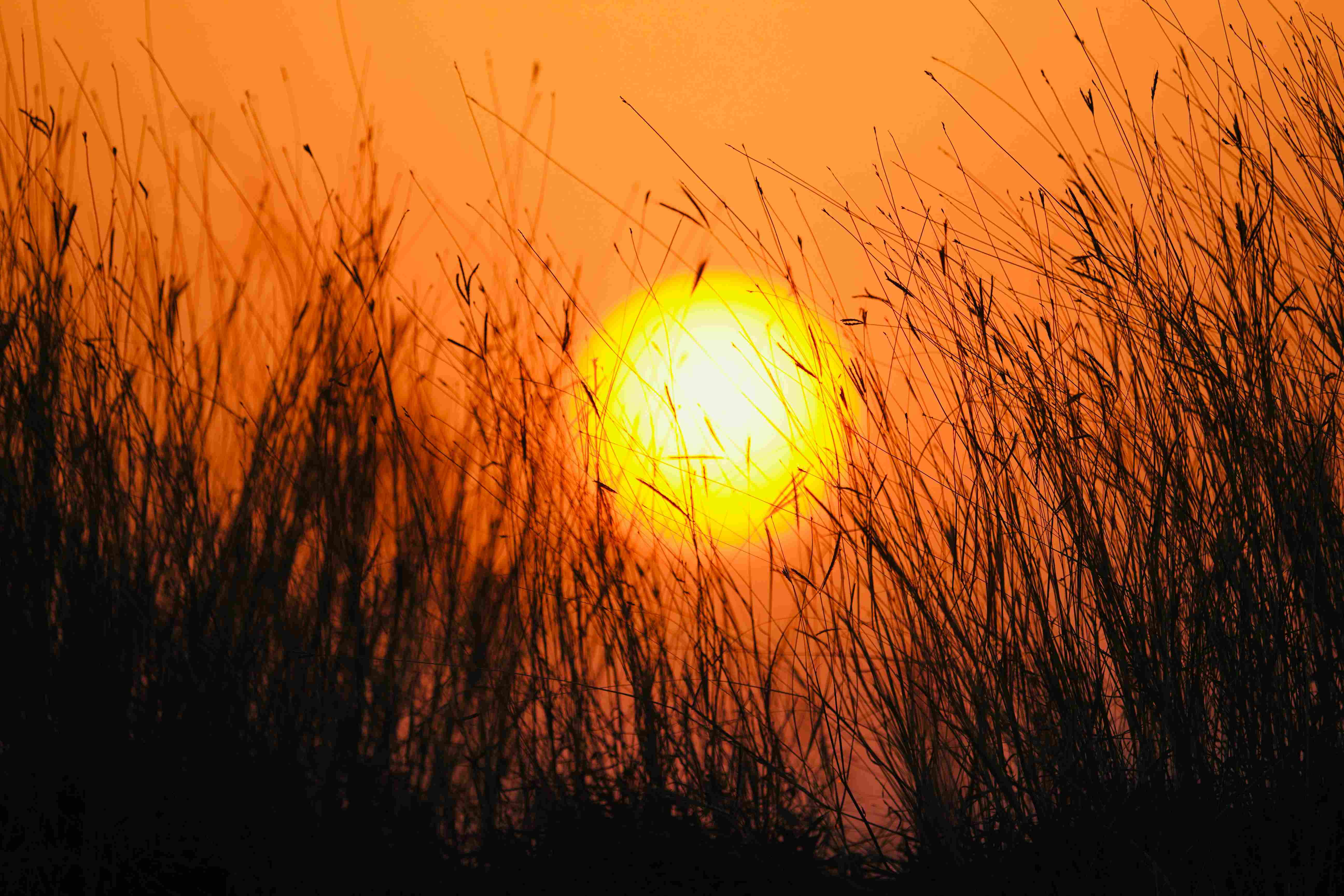 Sunset Through Color Palette, Combinations & Schemes | Octet Design Labs