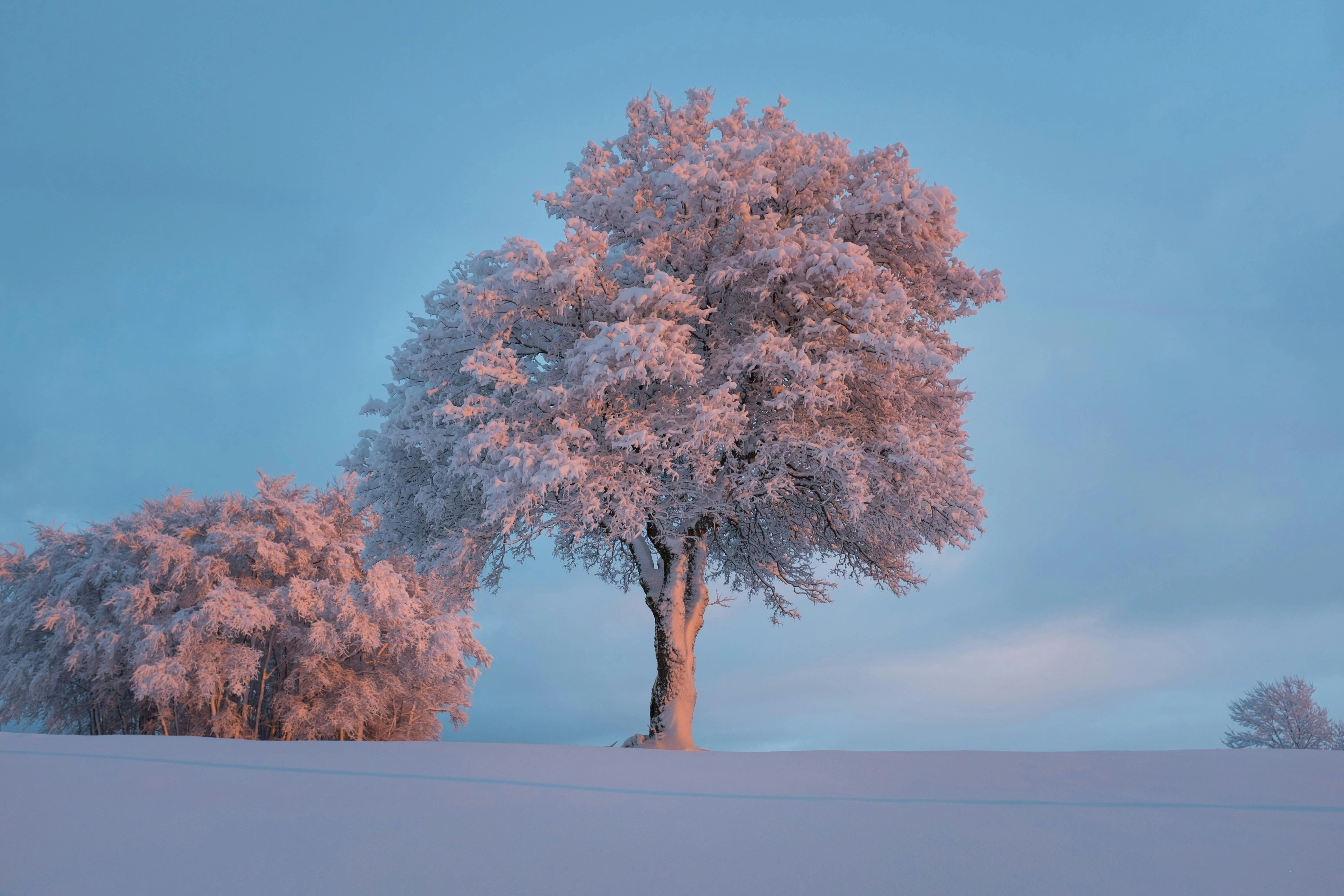 Frosted Tree Color Palette, Combinations & Schemes | Octet Design Labs