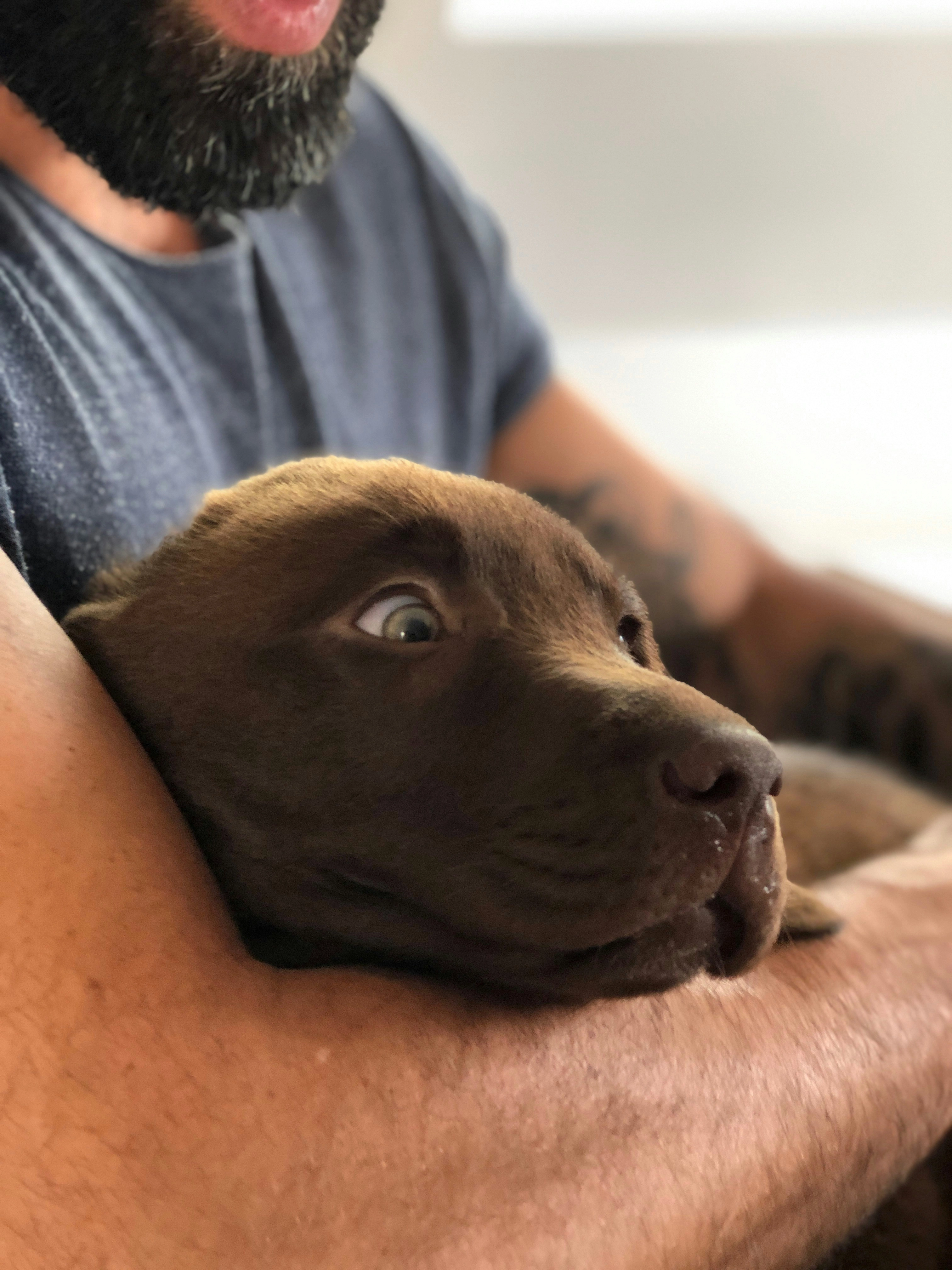 Chocolate Lab Color Palette, Combinations & Schemes | Octet Design Labs