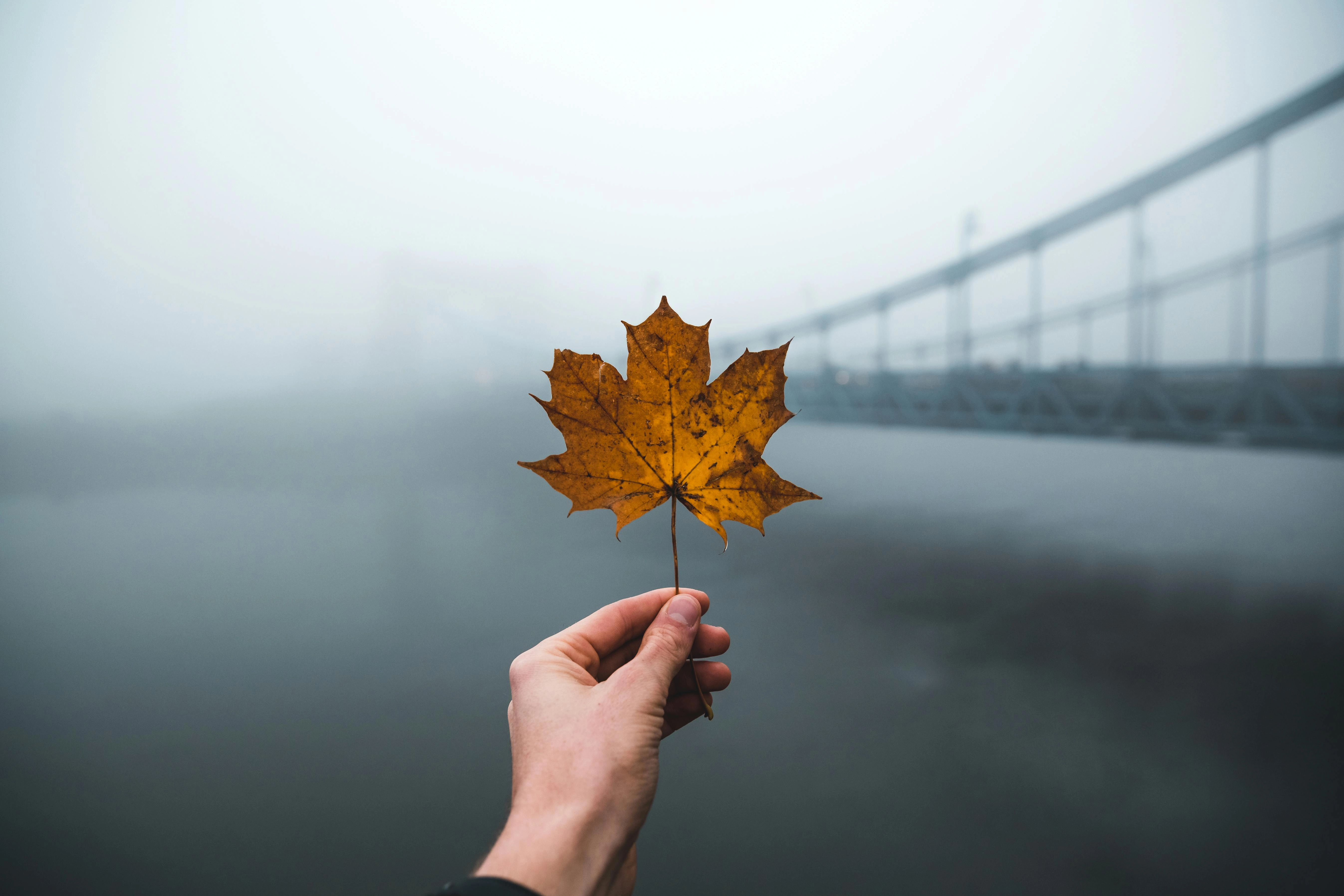 Autumn Leaf Color Palette, Combinations & Schemes | Octet Design Labs