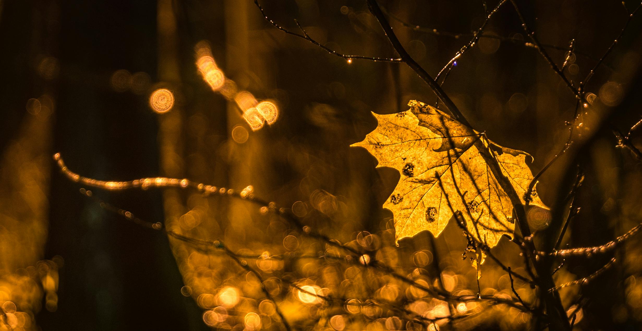 Autumn Leaf Color Palette, Combinations & Schemes | Octet Design Labs