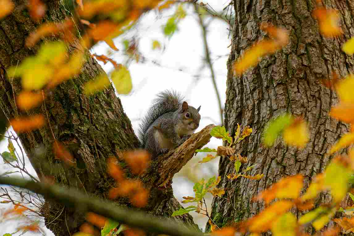 Autumn Squirrel Color Palette, Combinations & Schemes | Octet Design Labs