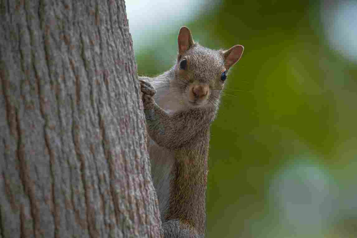 Curious squirrel Color Palette, Combinations & Schemes | Octet Design Labs