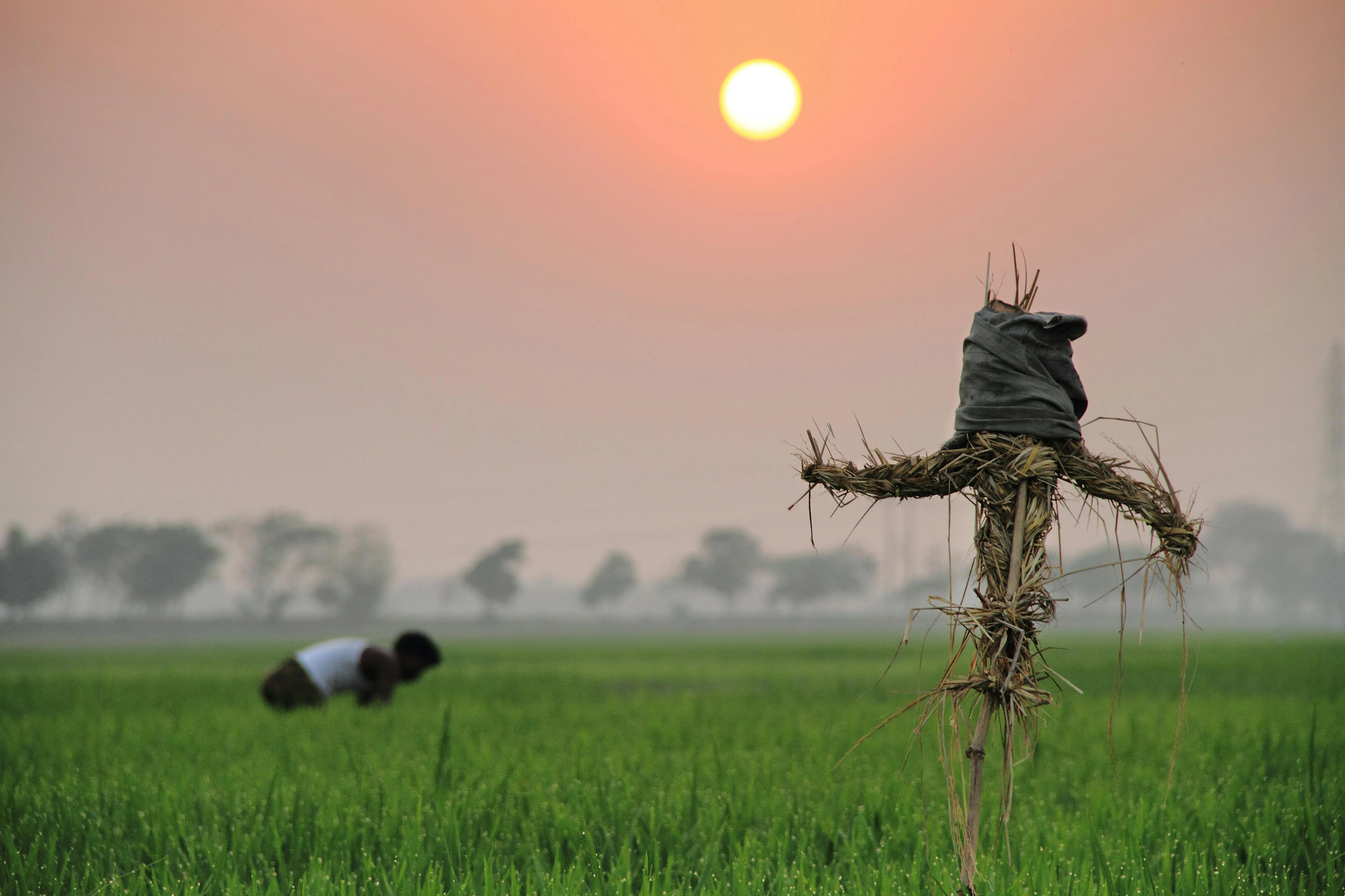 Scarecrow in Color Palette, Combinations & Schemes | Octet Design Labs