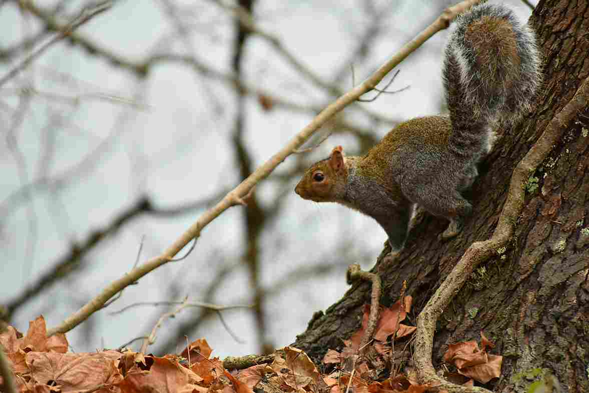 Squirrel on Color Palette, Combinations & Schemes | Octet Design Labs