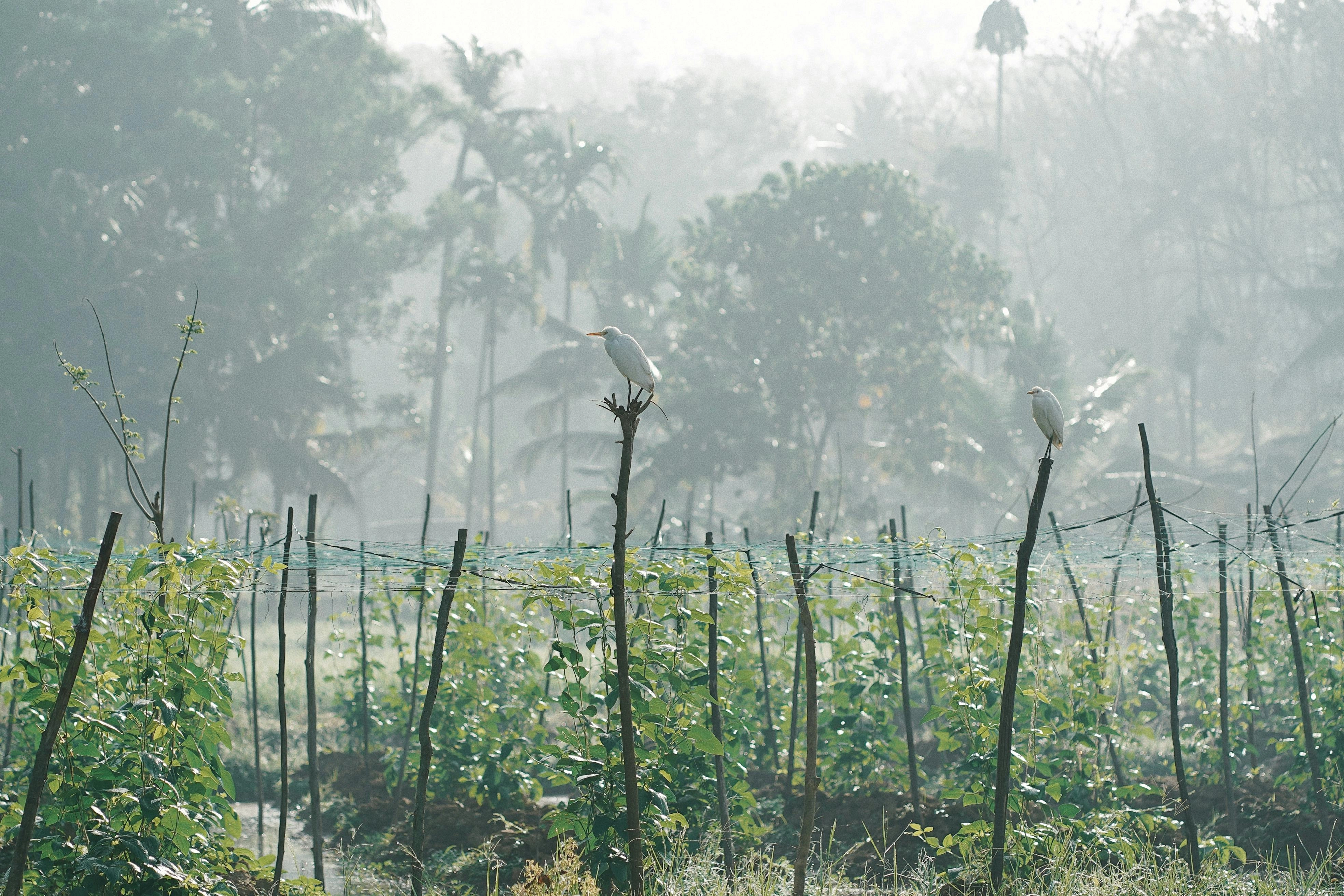 Egrets in Color Palette, Combinations & Schemes | Octet Design Labs