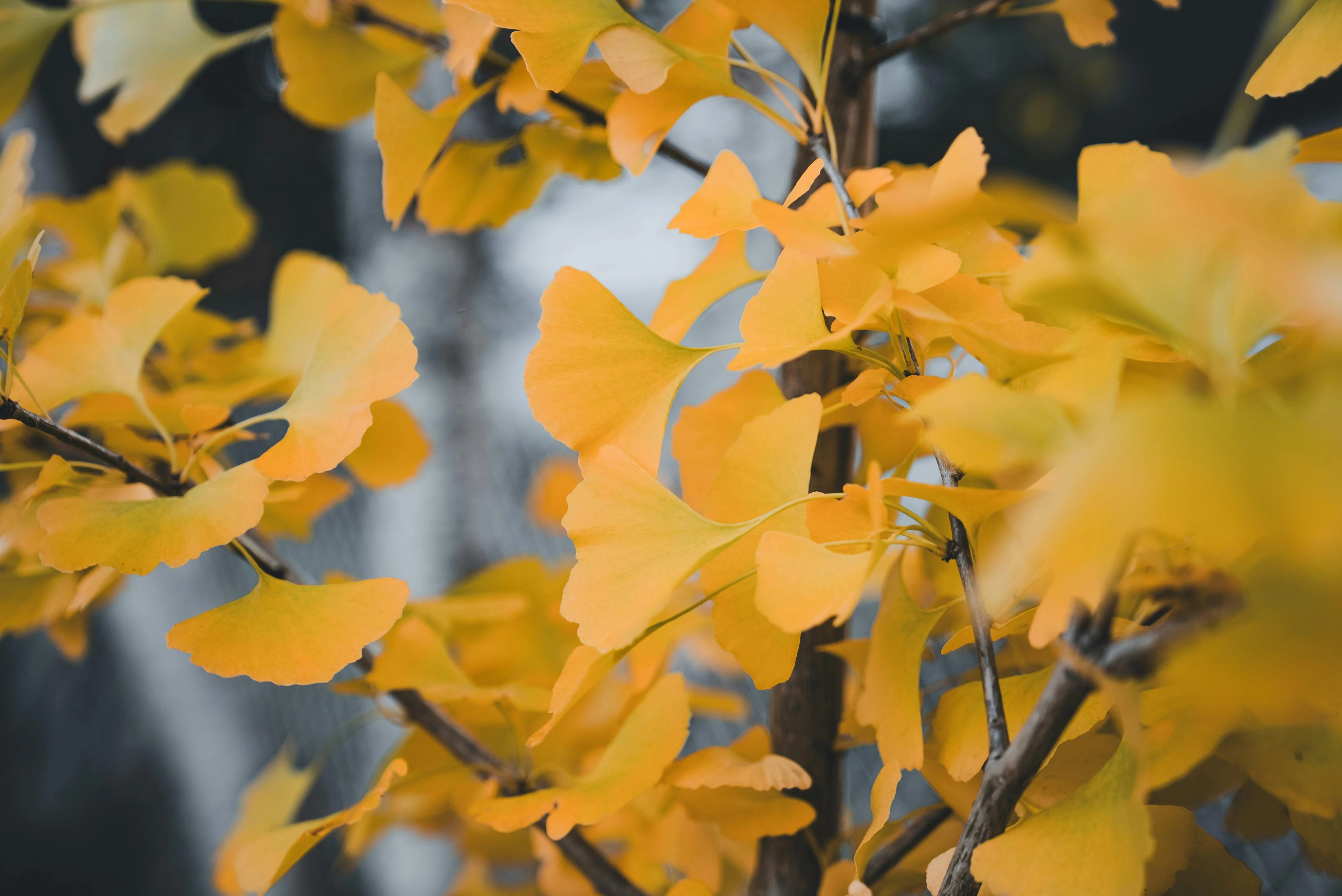 Golden Ginkgo Color Palette, Combinations & Schemes | Octet Design Labs