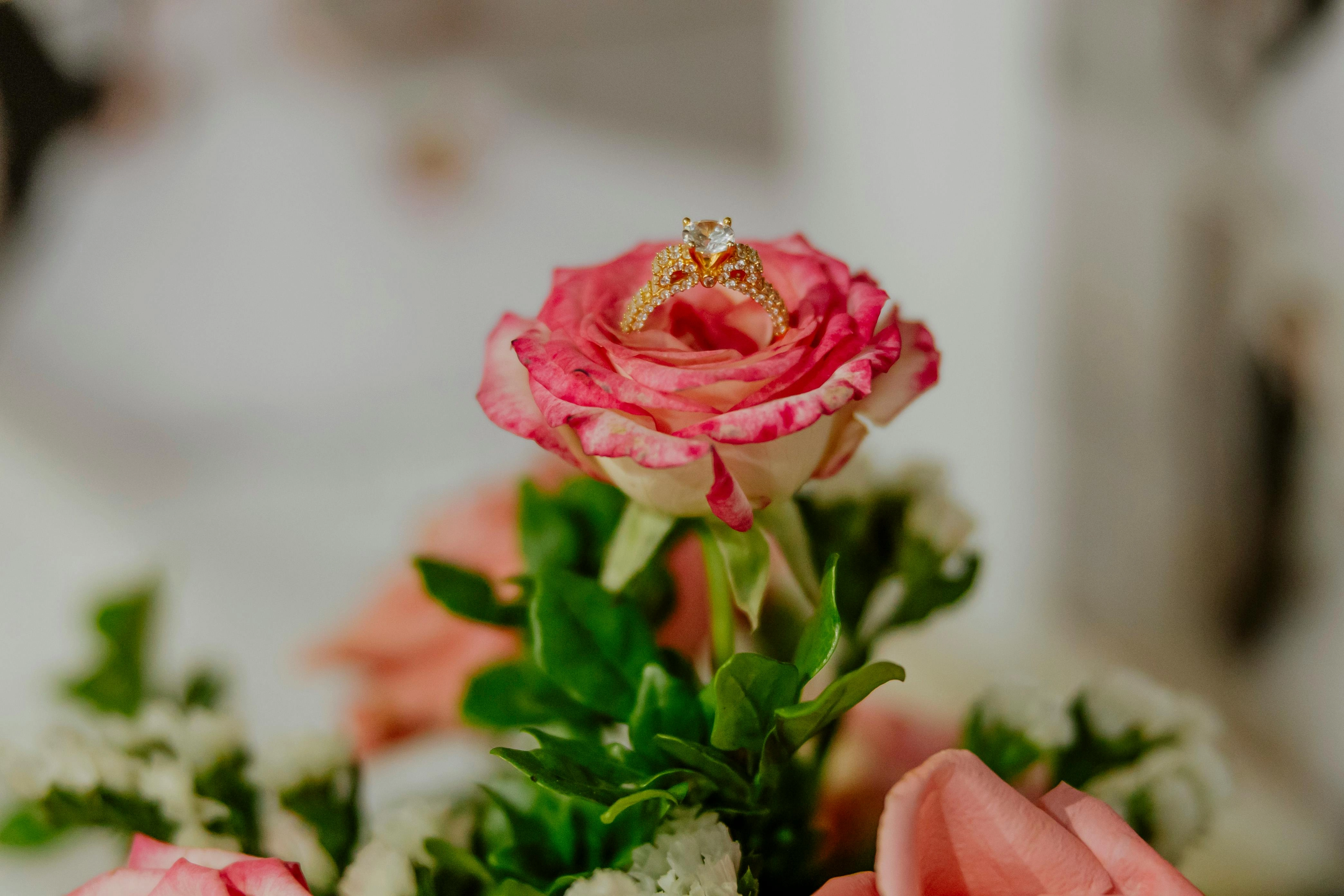 Rose with Color Palette, Combinations & Schemes | Octet Design Labs