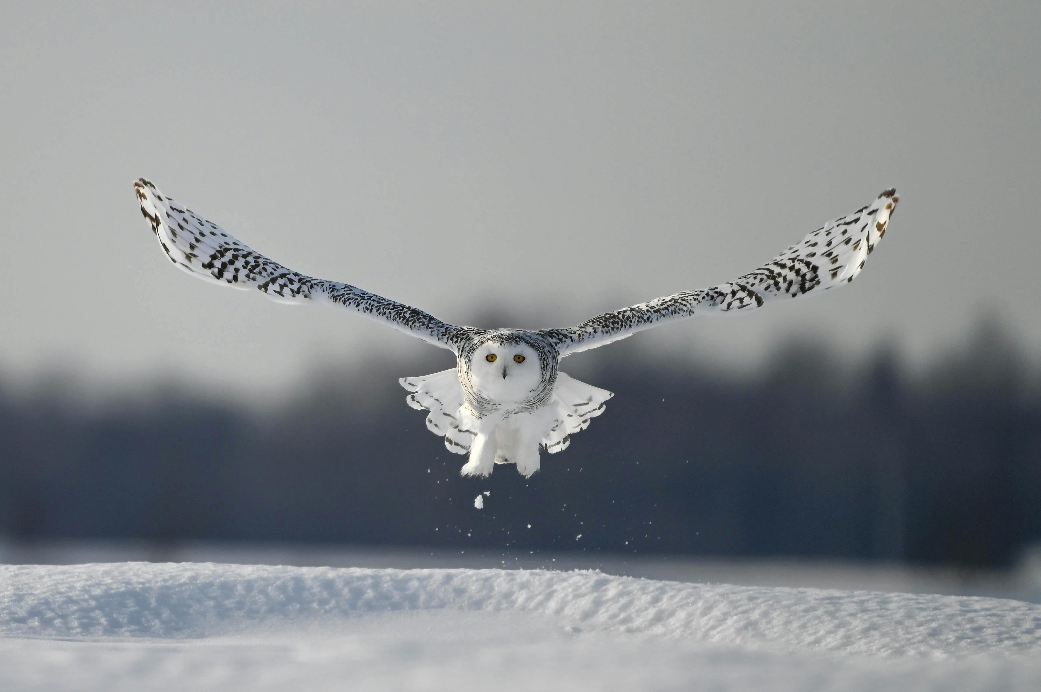 Snowy Owl Color Palette, Combinations & Schemes | Octet Design Labs