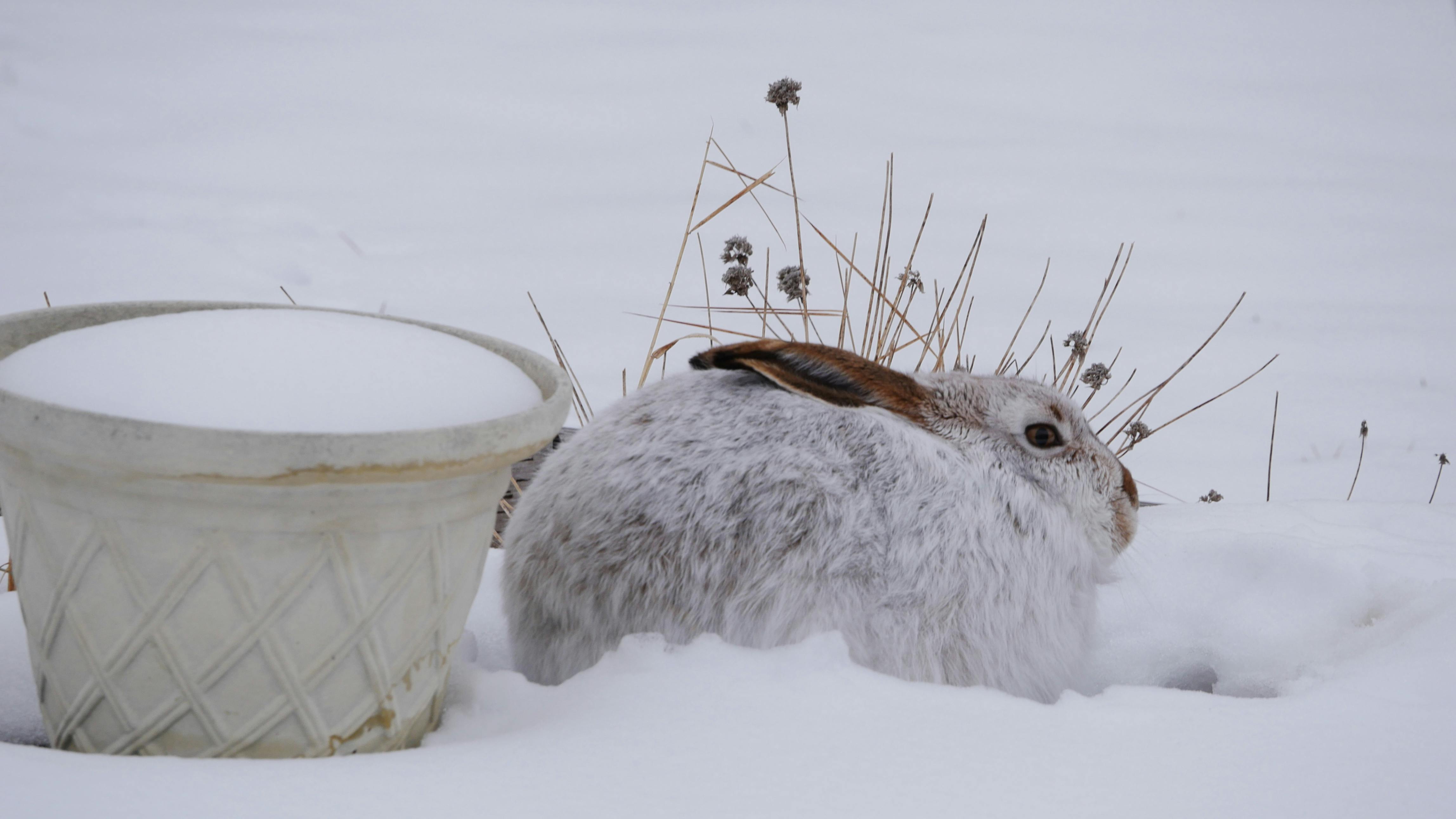 Snowy Rabbit Color Palette, Combinations & Schemes | Octet Design Labs