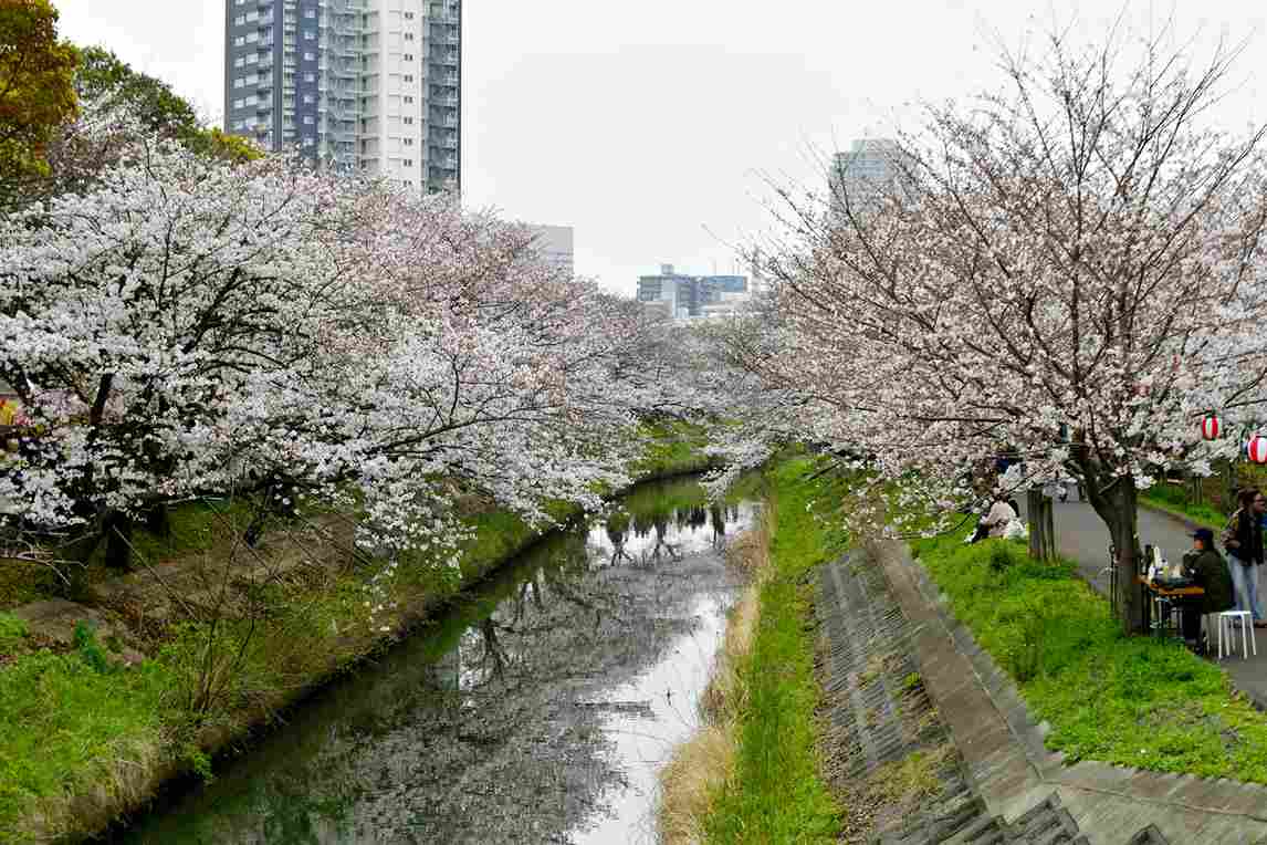 Cherry Blossom Color Palette, Combinations & Schemes | Octet Design Labs