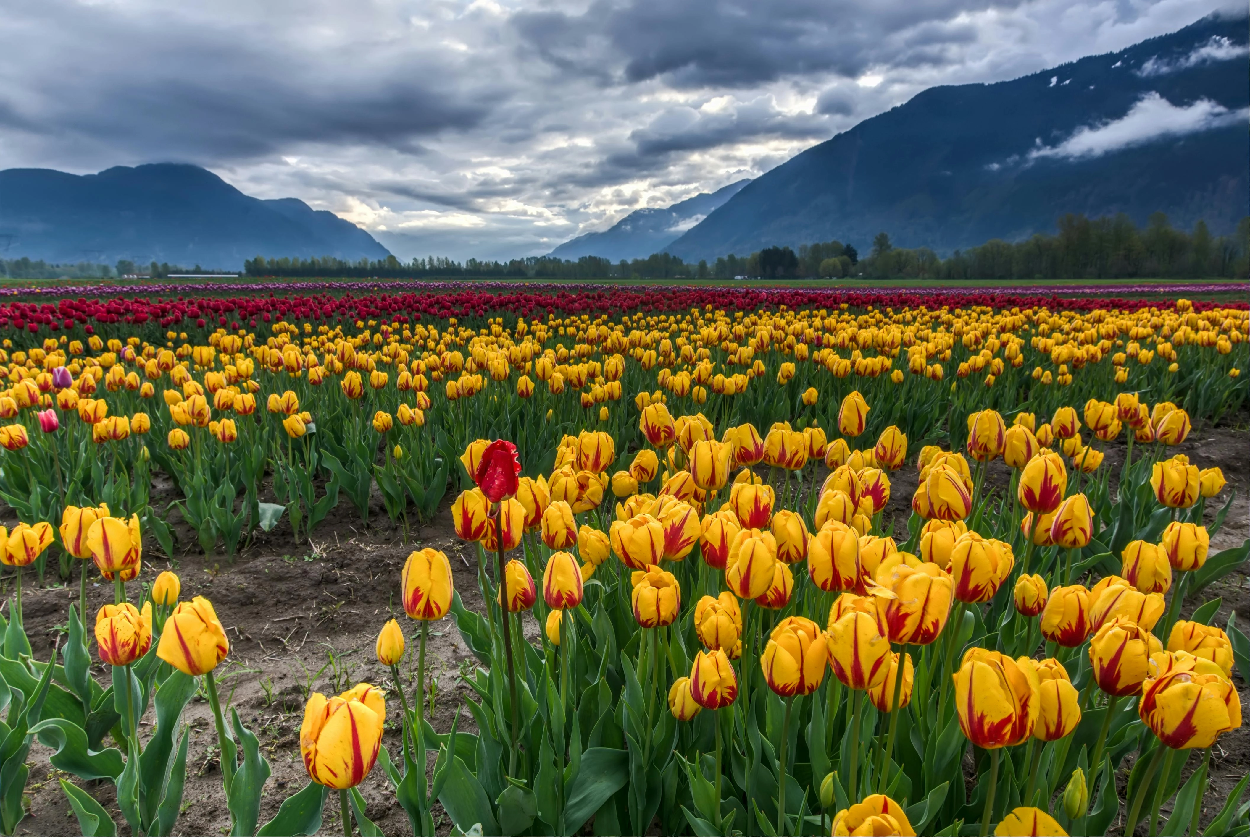 Tulip Fields Color Palette, Combinations & Schemes | Octet Design Labs